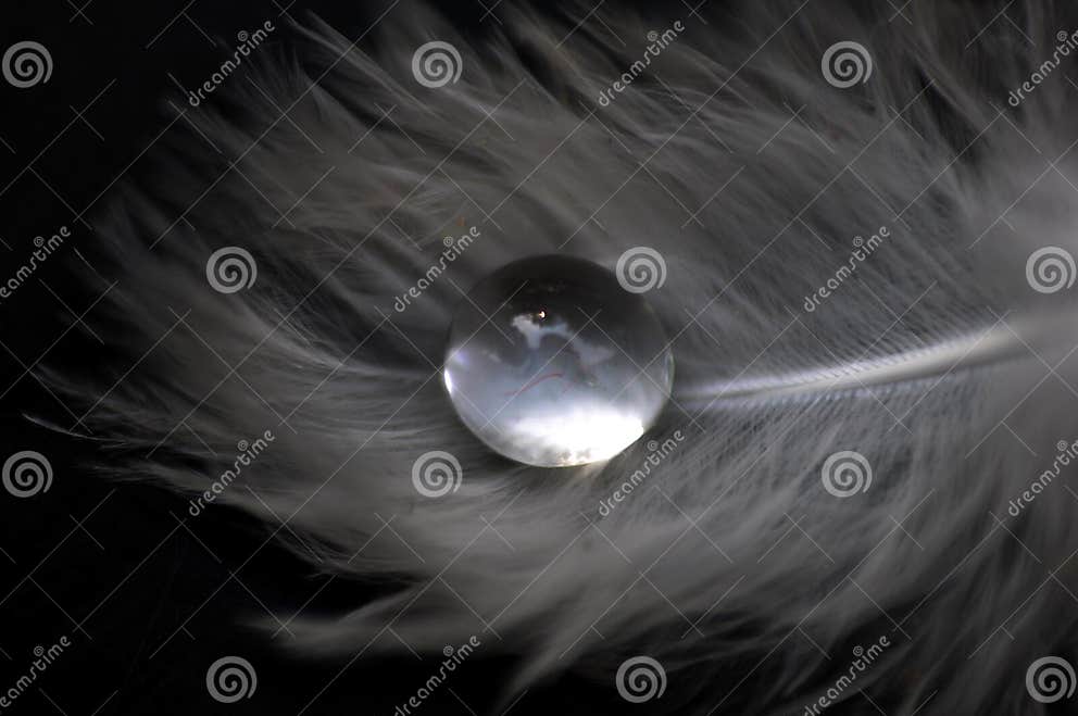 Abstract Feather Bird with Water Drop. Stock Photo - Image of abstract ...