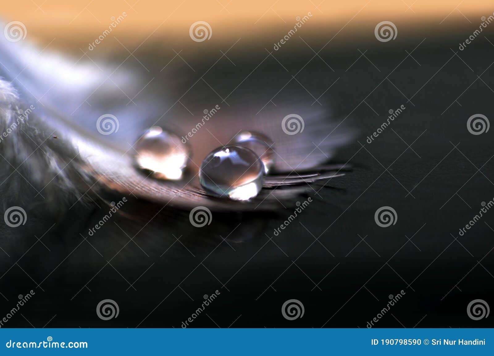 Abstract Feather Bird with Water Drops. Stock Photo - Image of fantasy ...