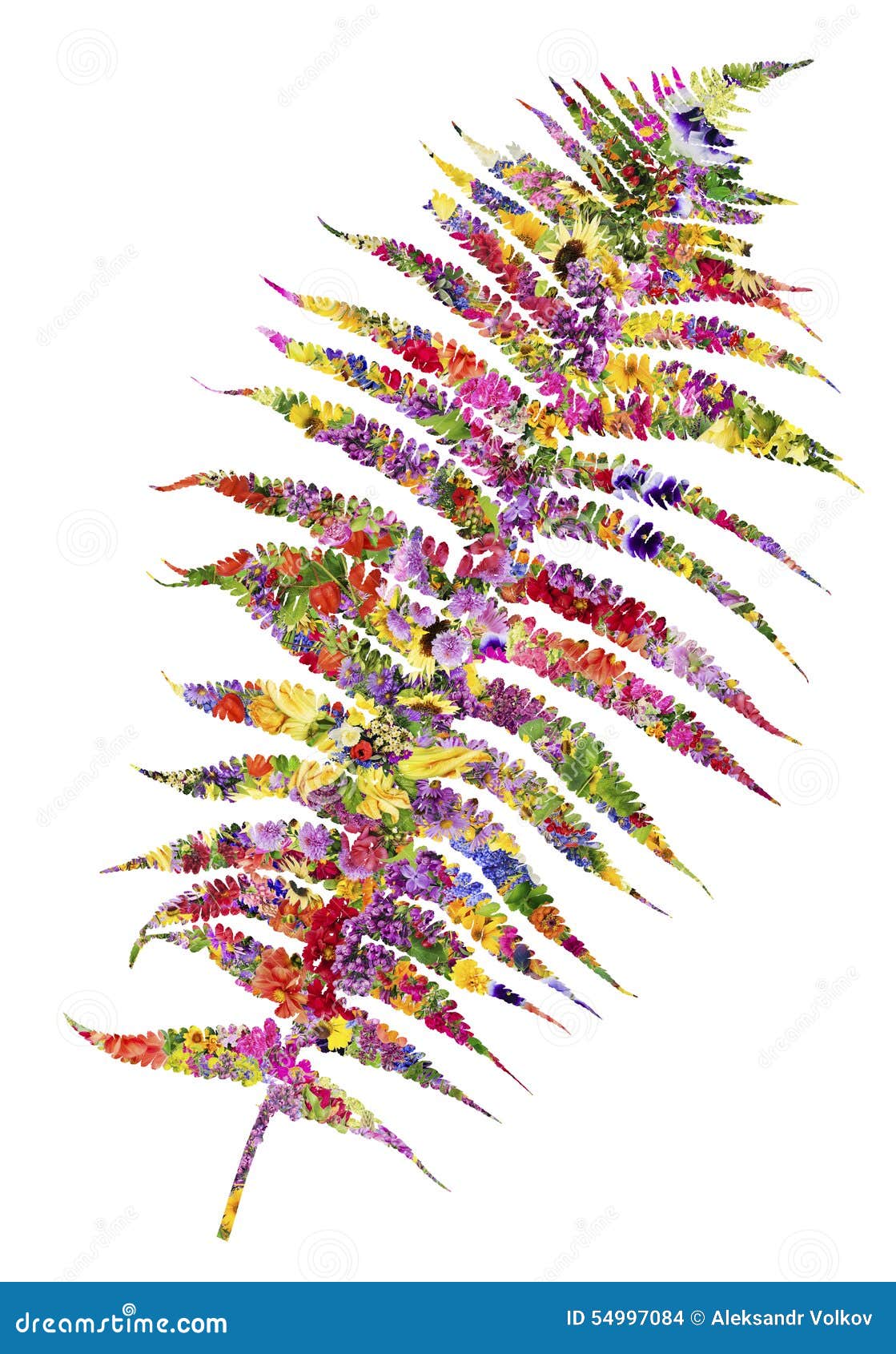Abstract Fern Leaf Isolated Stock Illustration - Illustration of ...