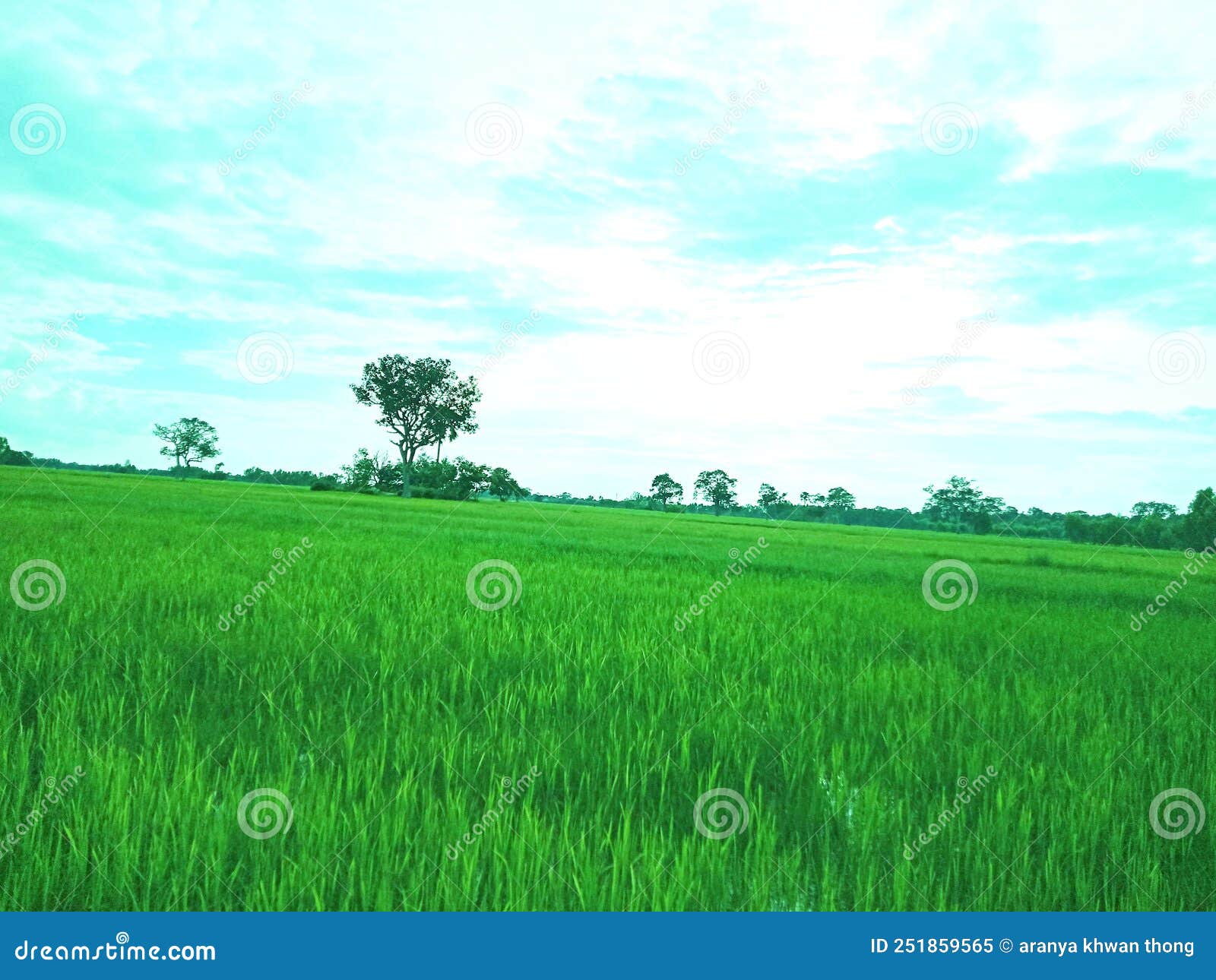 Abstract, Fields, Wide Fields, Green, Beautiful, with Trees and Bright ...