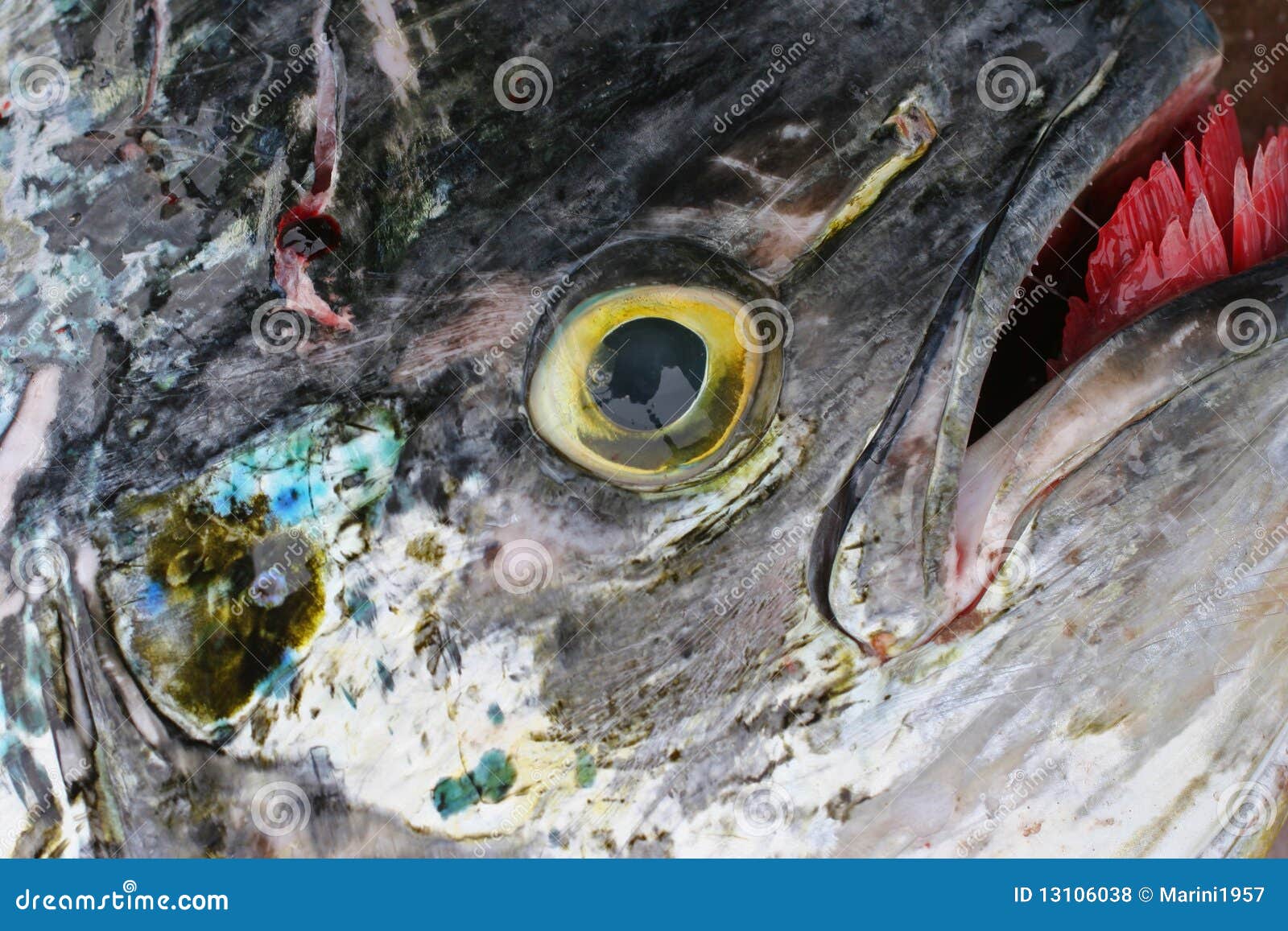 Abstract fish stock photo. Image of dead, head, fifh - 13106038