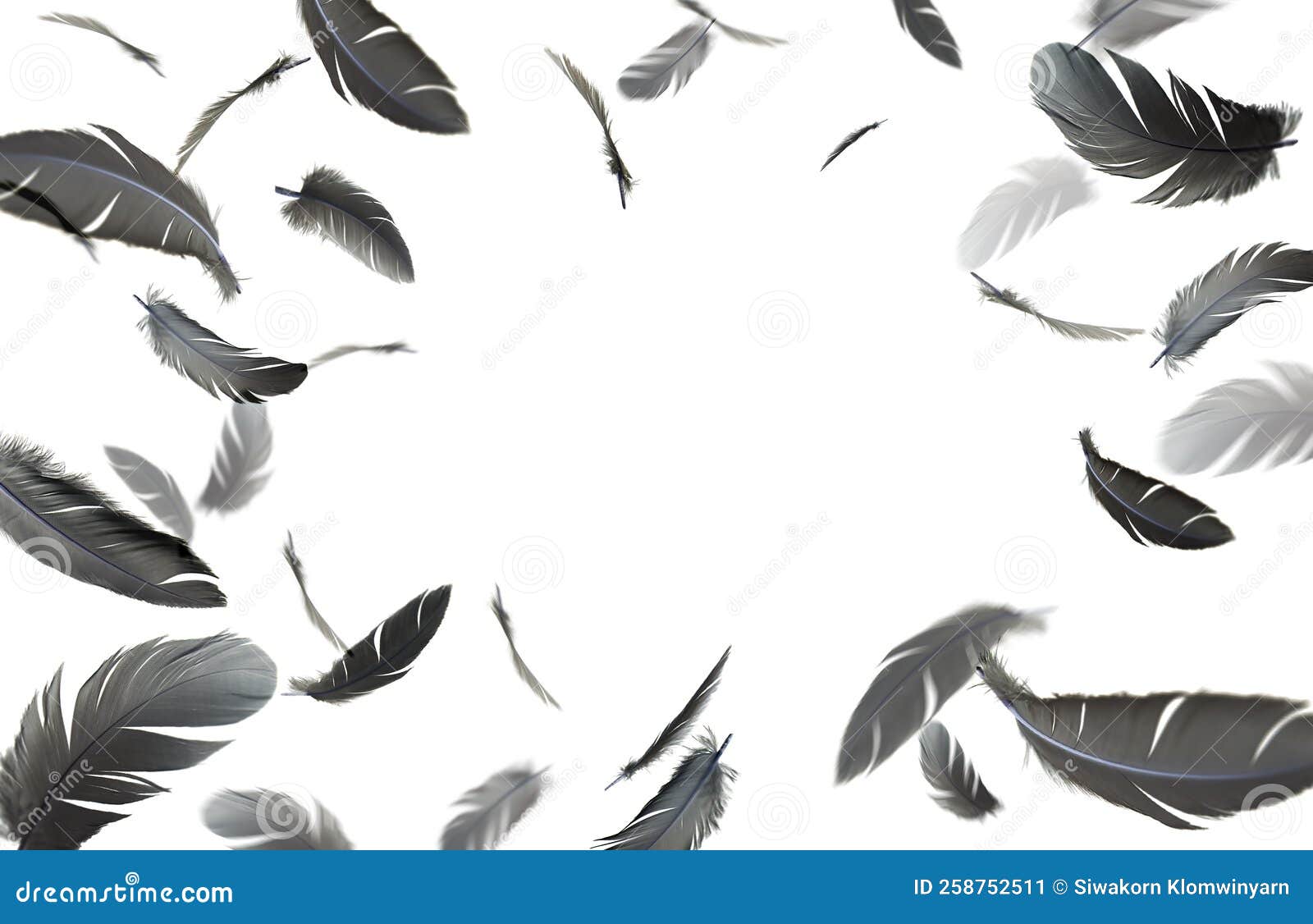 Abstract Floating Black Feathers Frame Isolated on White Background ...
