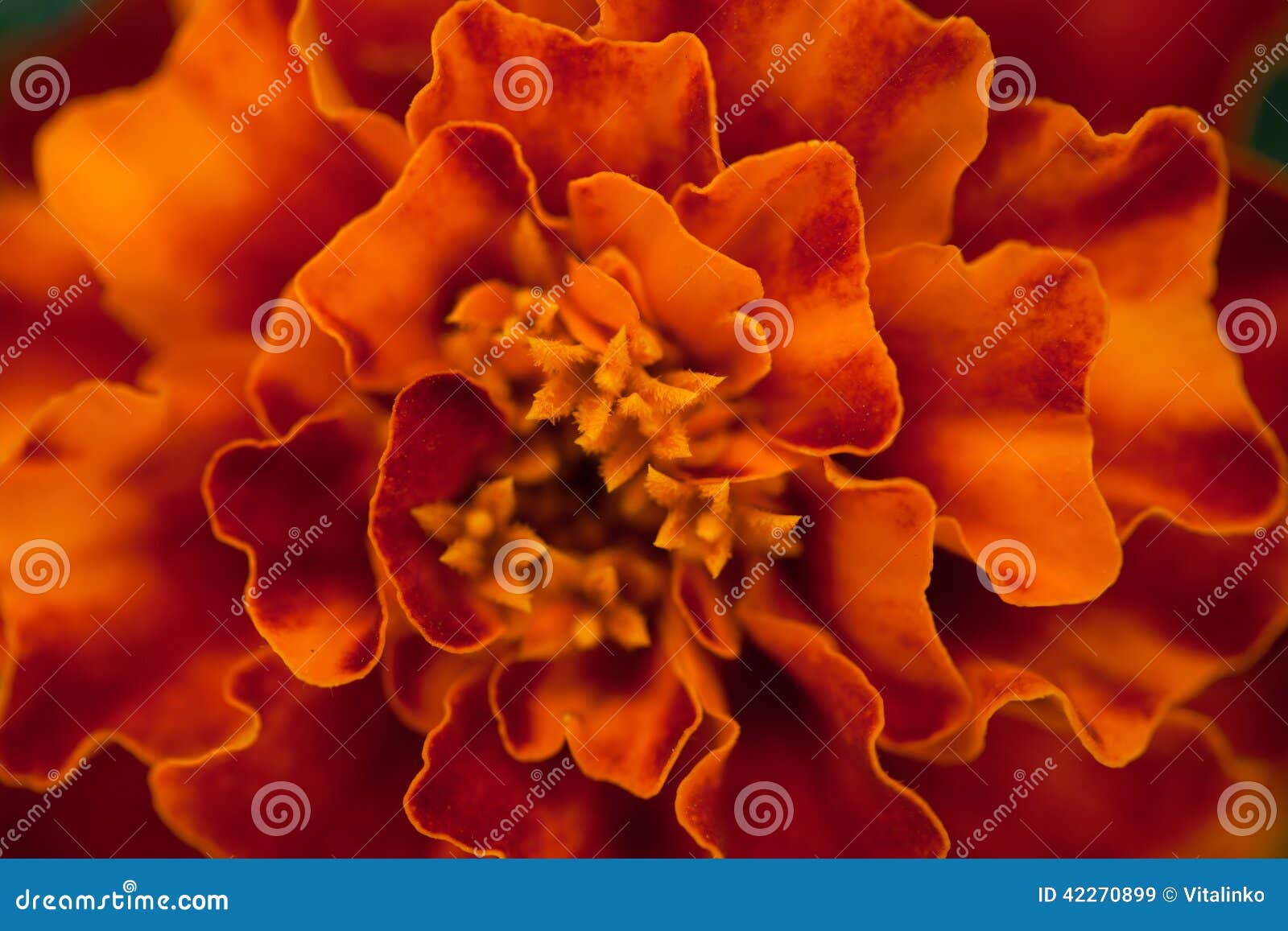 Abstract Floral Background. Marigold Flower Macro. Stock Image - Image ...