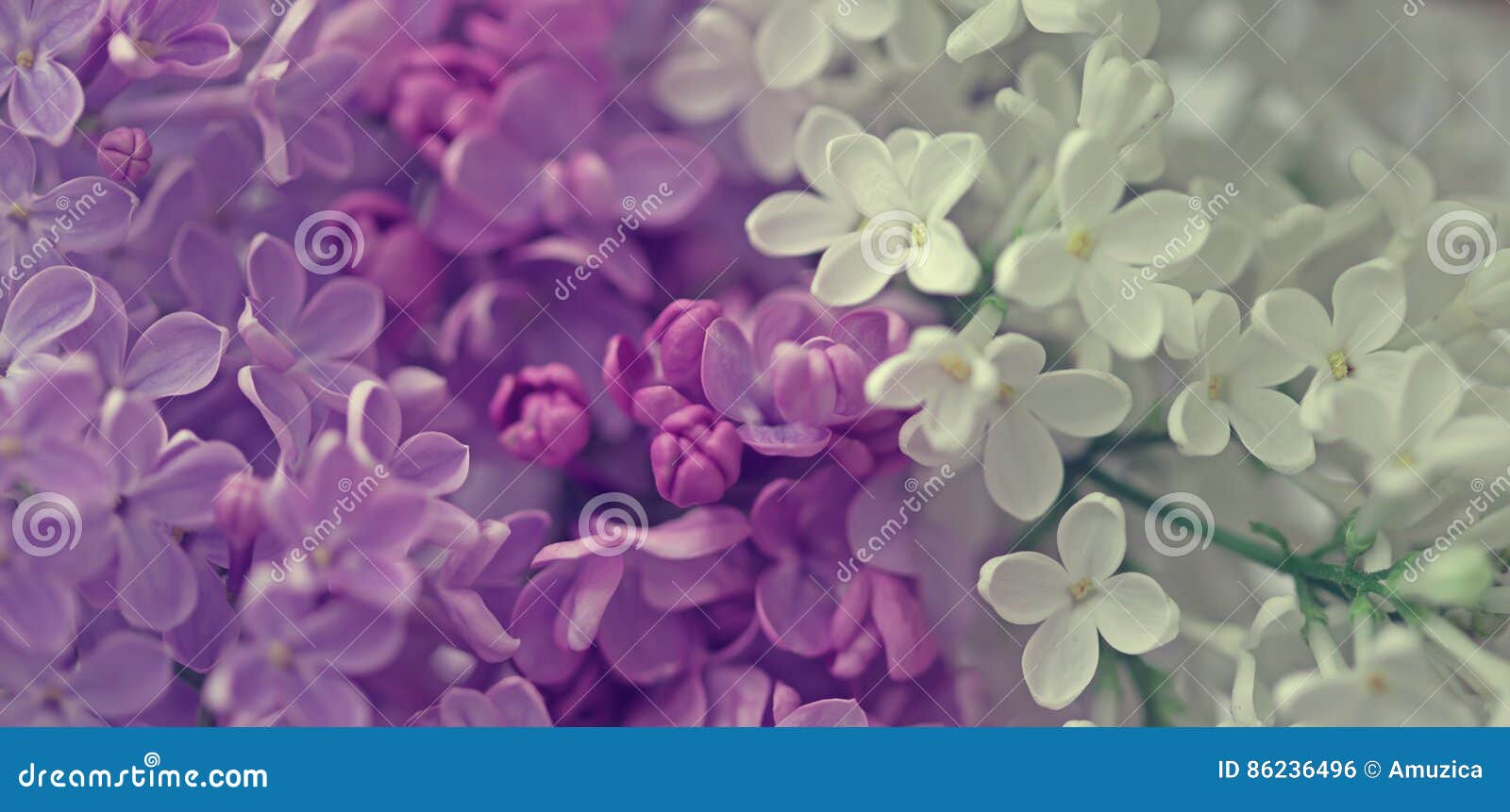 Abstract Floral Background of Spring Lilac. Stock Photo - Image of ...