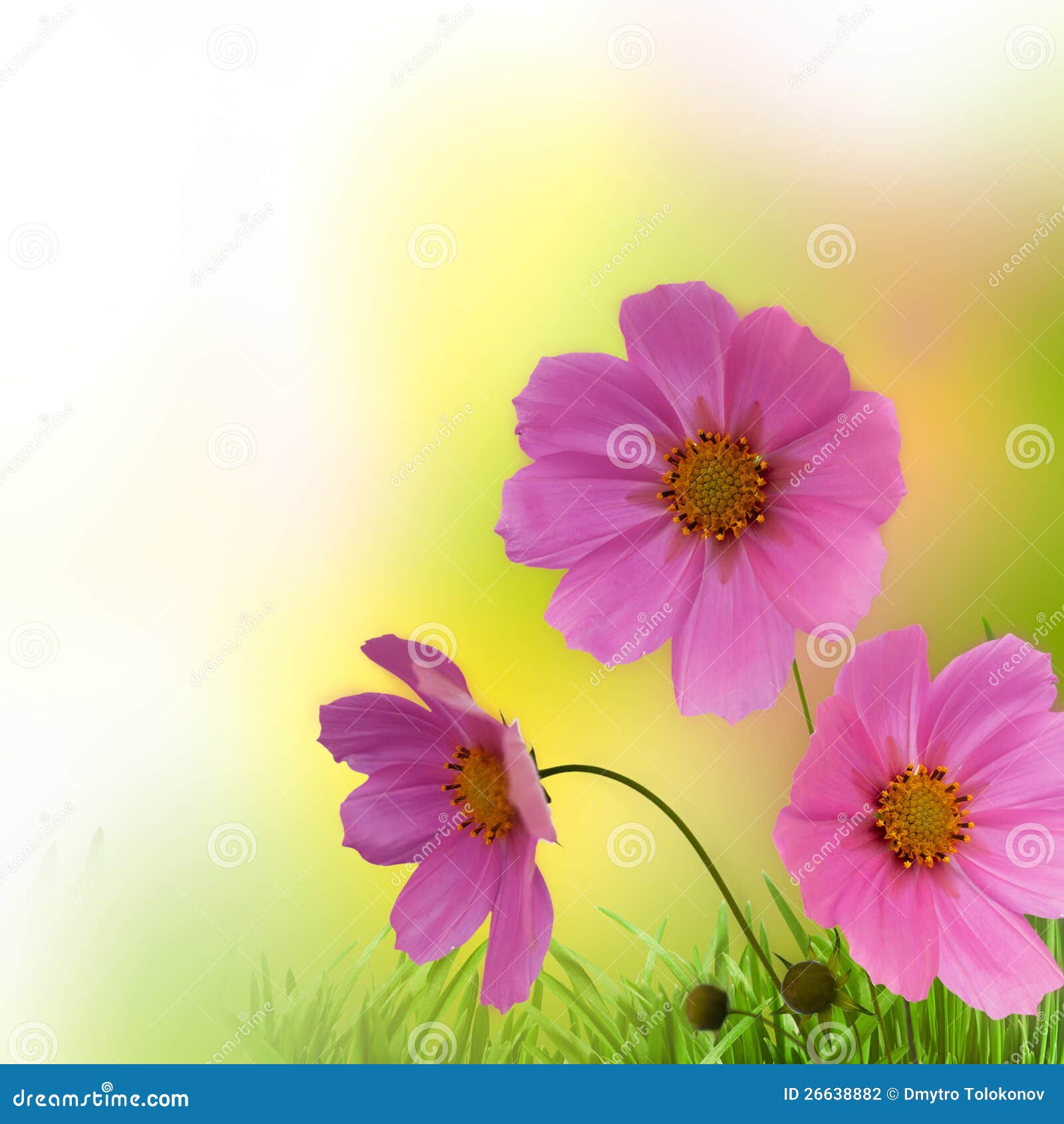 Abstract floral border stock photo. Image of bright, gift - 26638882