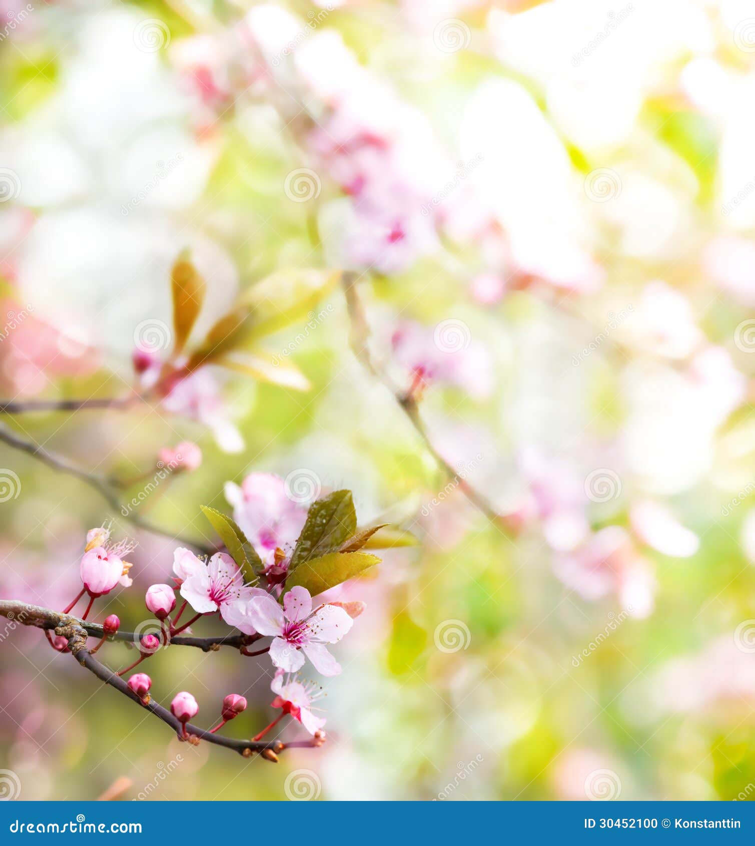 Abstract Floral Spring Tree Background Stock Photo - Image of nature ...
