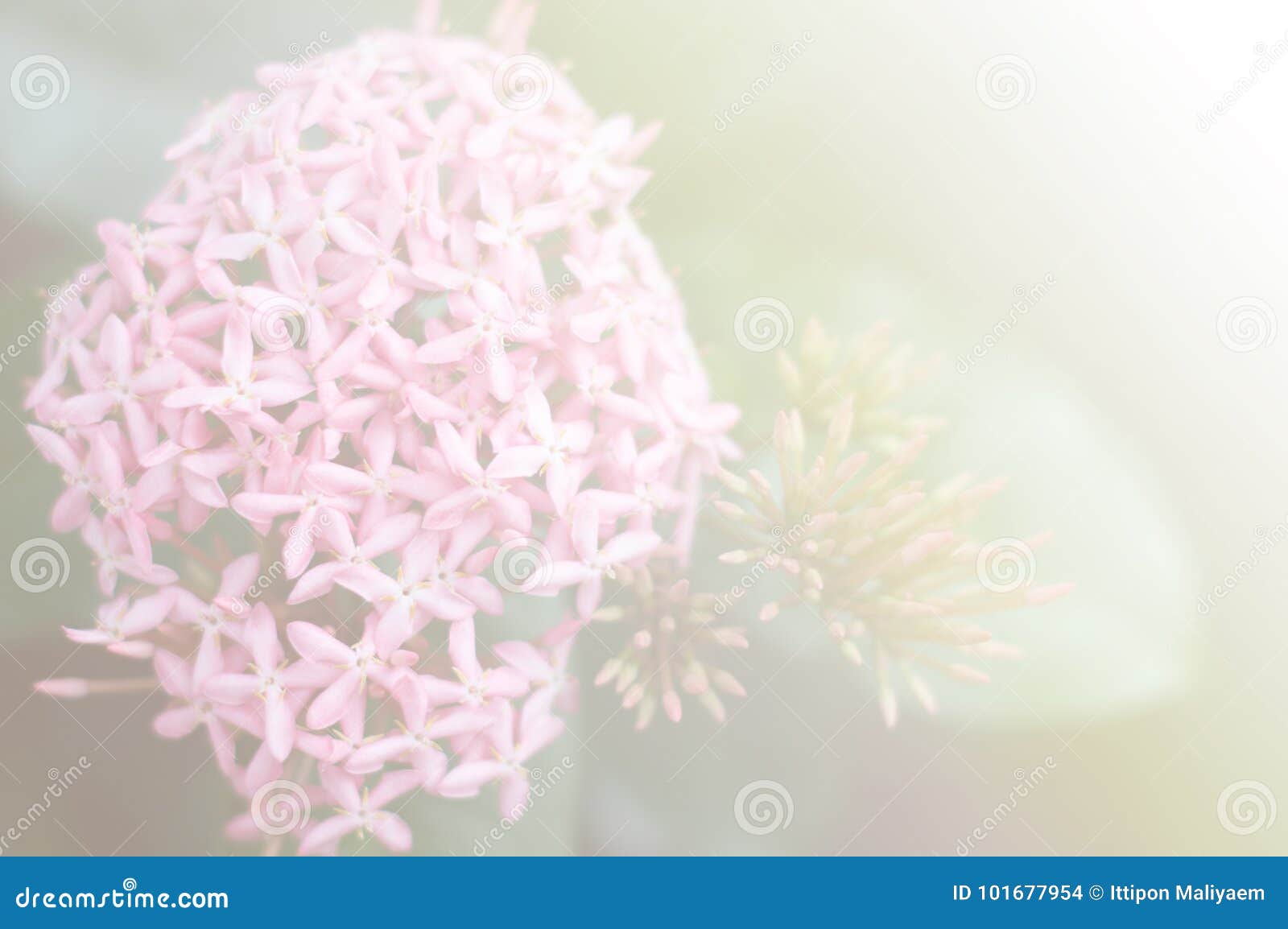 Abstract flower stock photo. Image of abstract, flora - 101677954