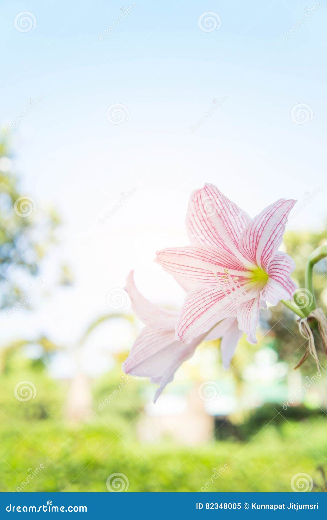 Abstract Flower Background, Flower Fresh Color in Morning Stock Image ...