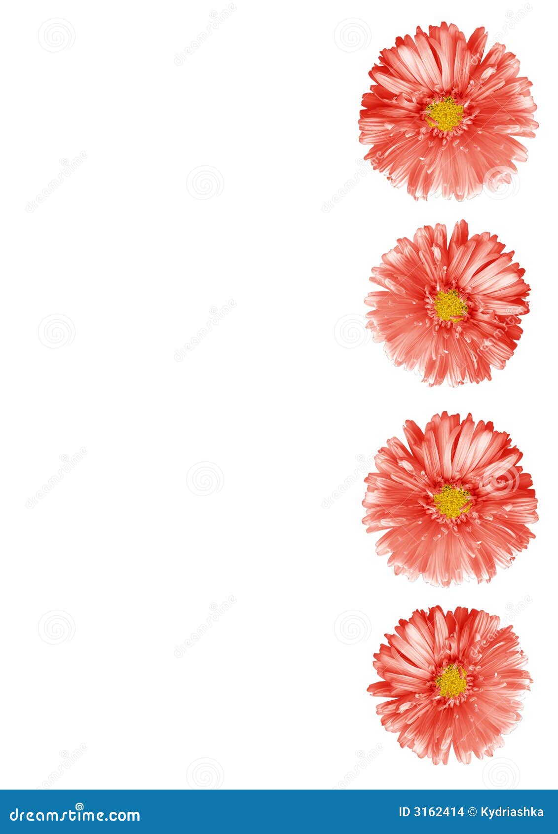 Abstract flower border stock photo. Image of leaf, beauty - 3162414