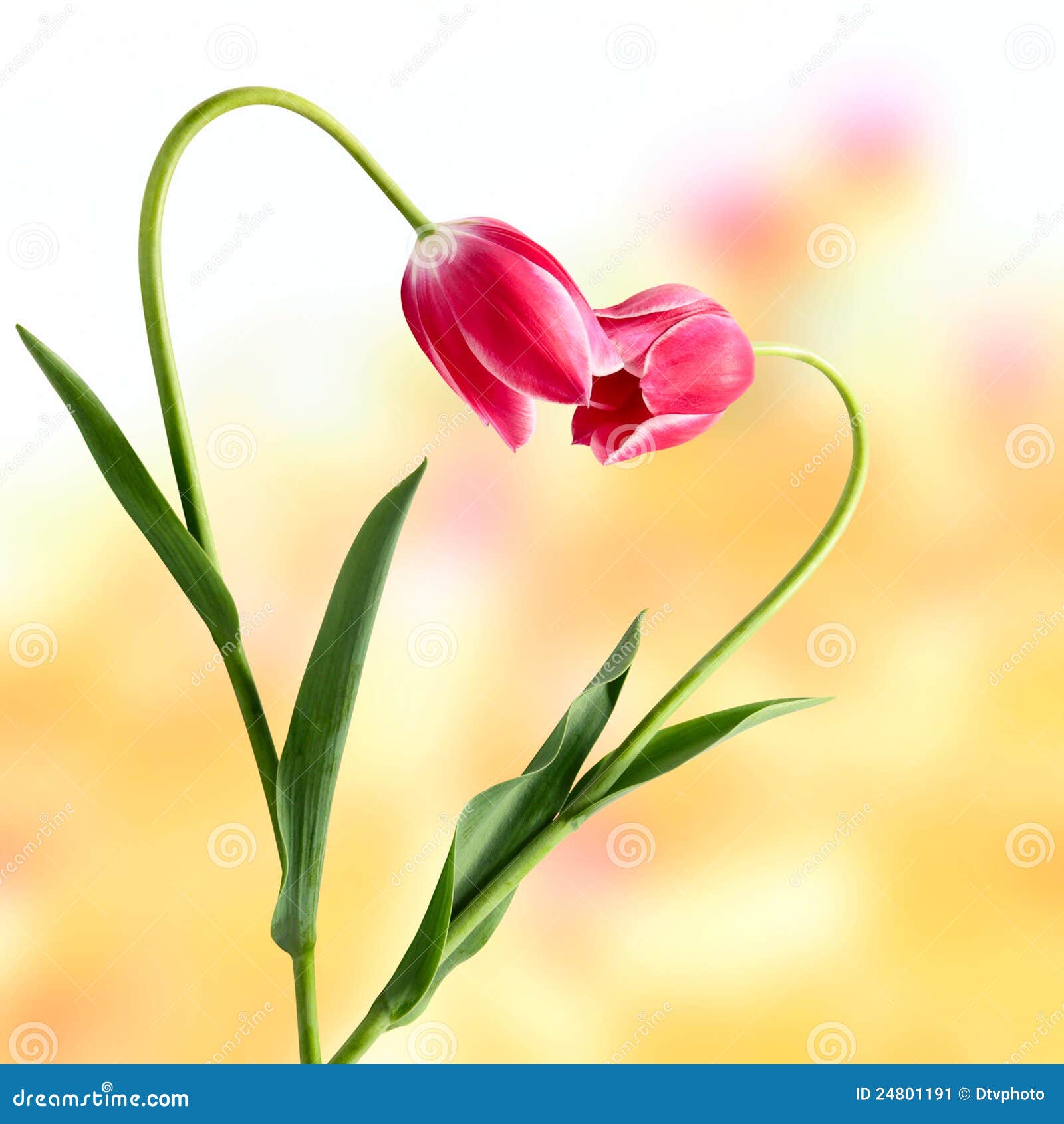 Abstract flower concept stock image. Image of bouquet - 24801191