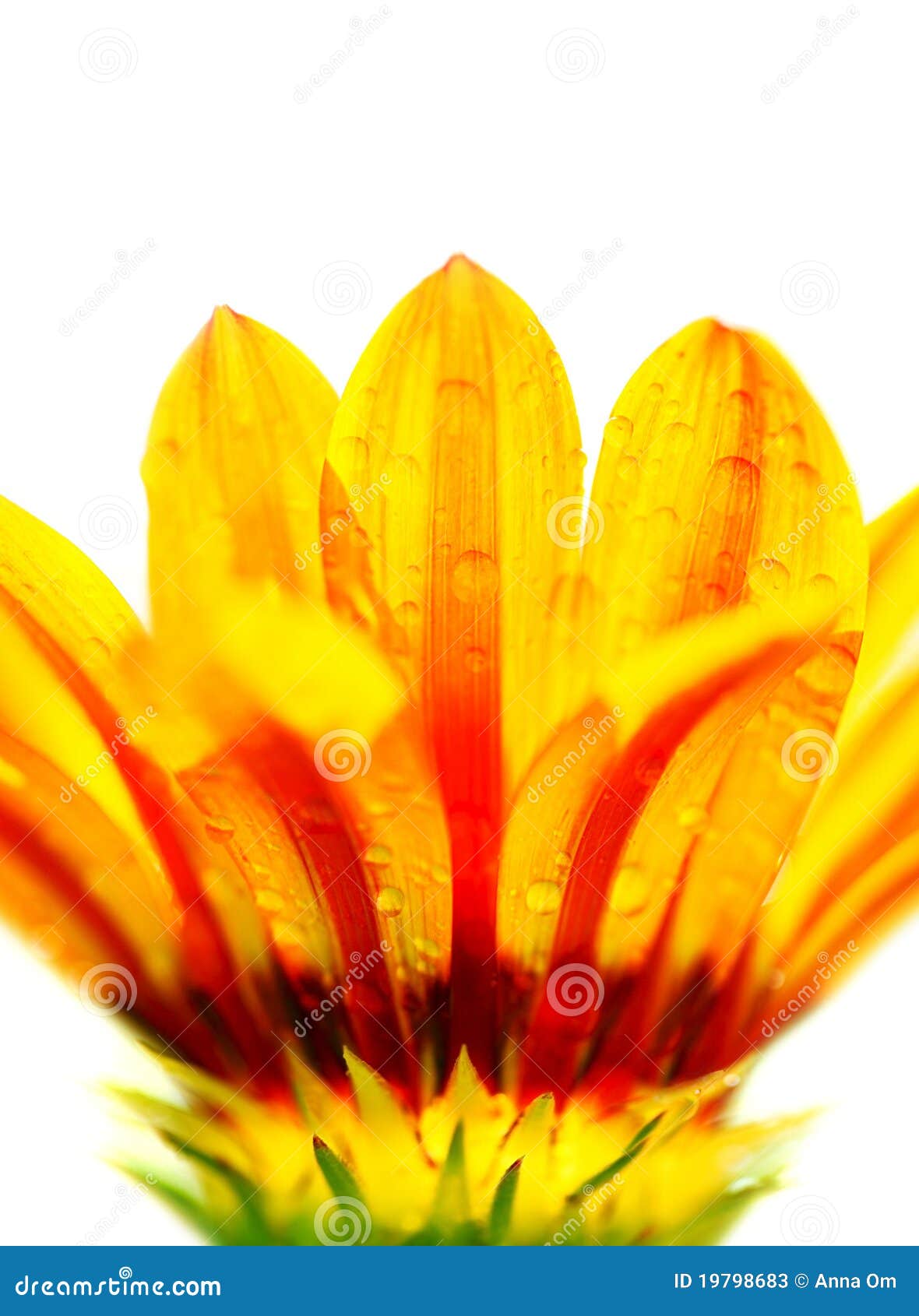 Abstract flower petals stock image. Image of life, head - 19798683