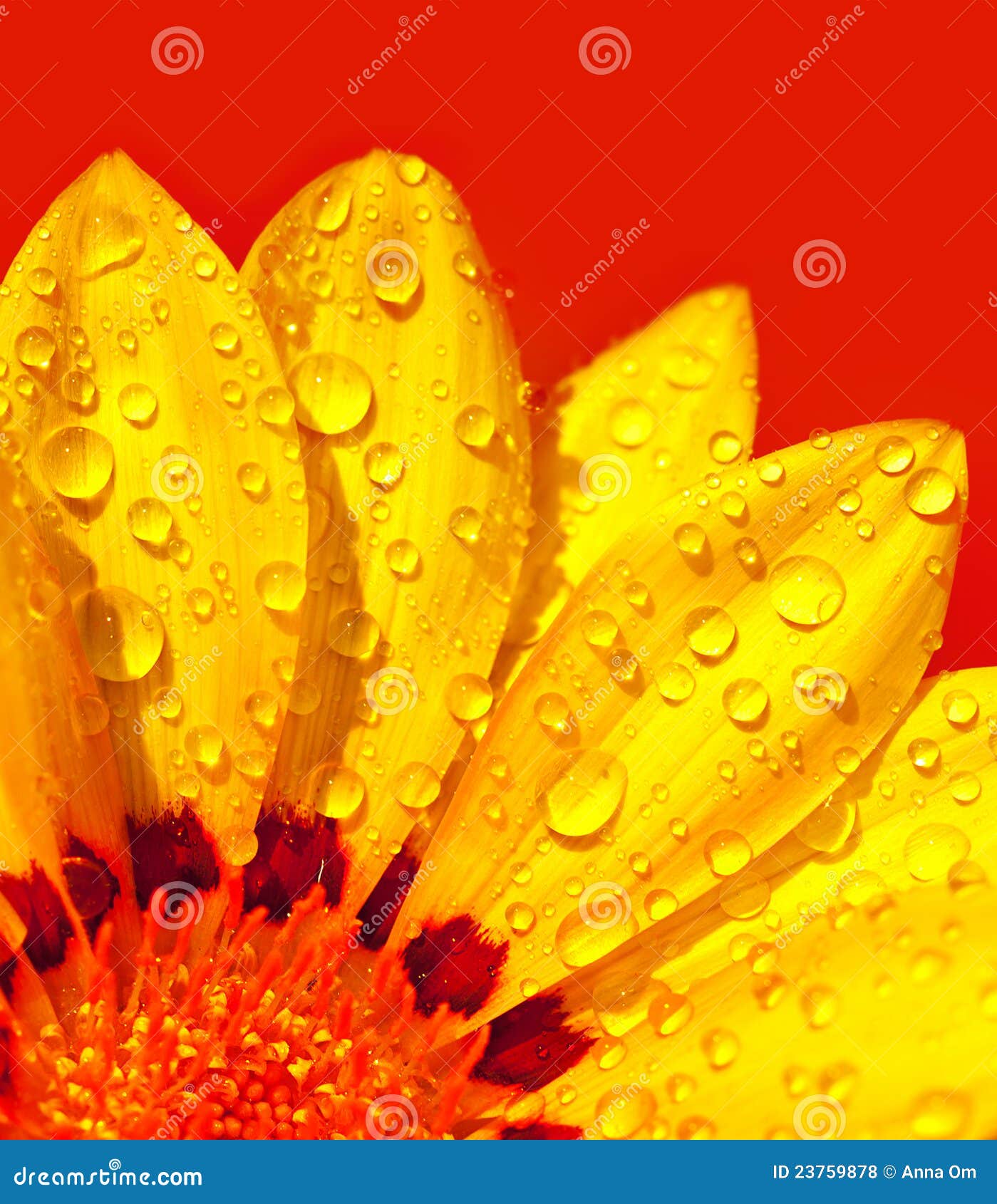 Abstract flower petals stock photo. Image of copyspace - 23759878