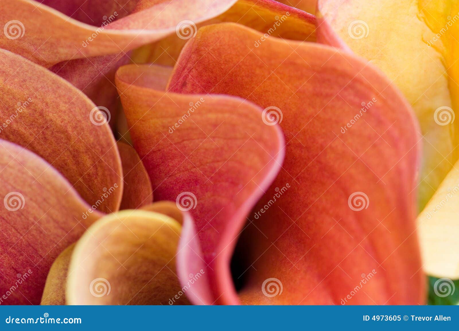 Abstract Flower petals stock image. Image of wedding, flower - 4973605