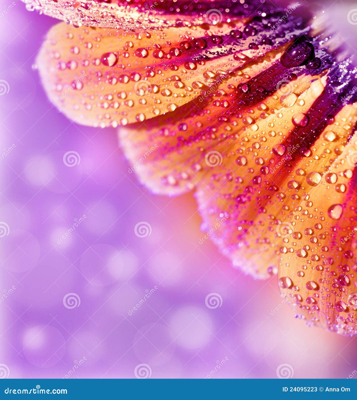 Abstract Flower Petals, Floral Border Stock Image - Image of nature ...