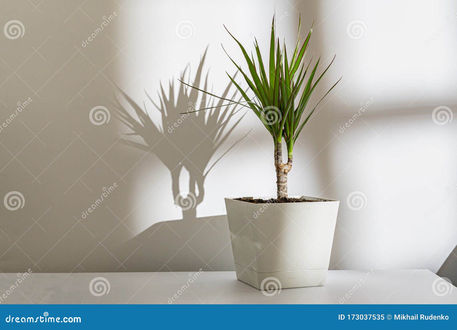 Abstract Flower Pot Against the Wall with a Harsh Shadow Stock Image ...