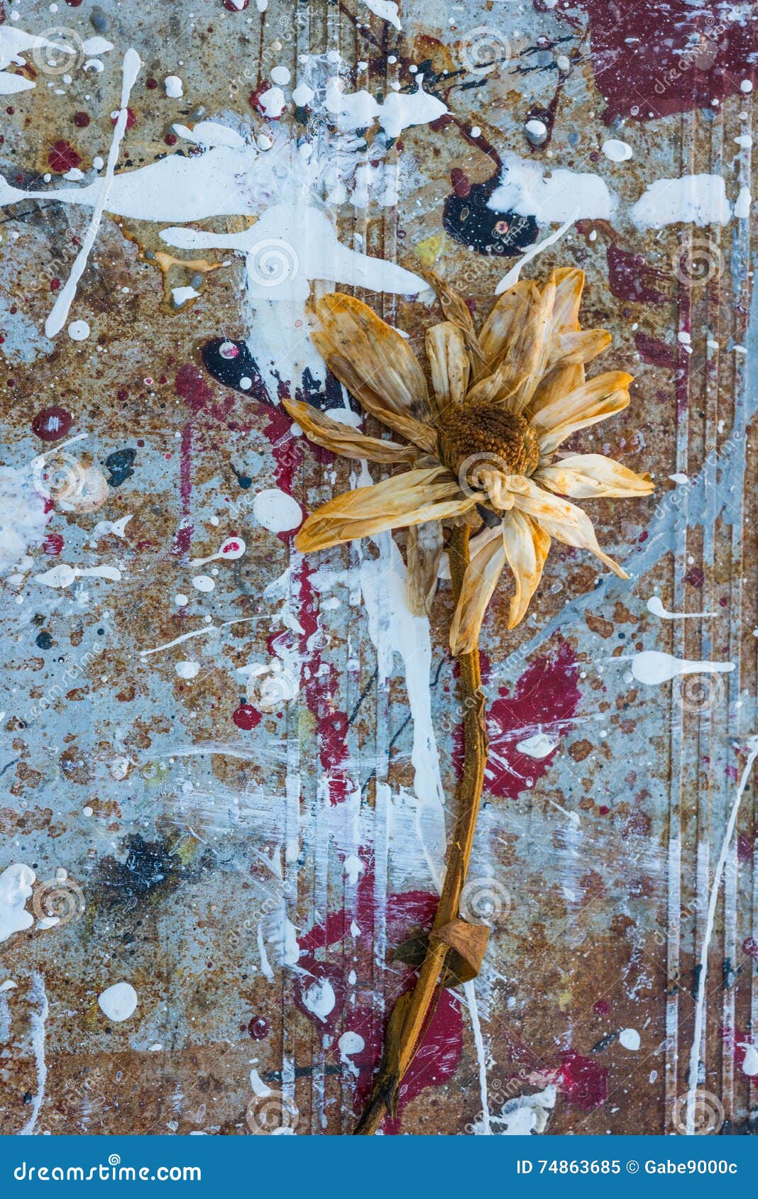 Abstract Flower Splatter Grunge Stock Image - Image of flora ...