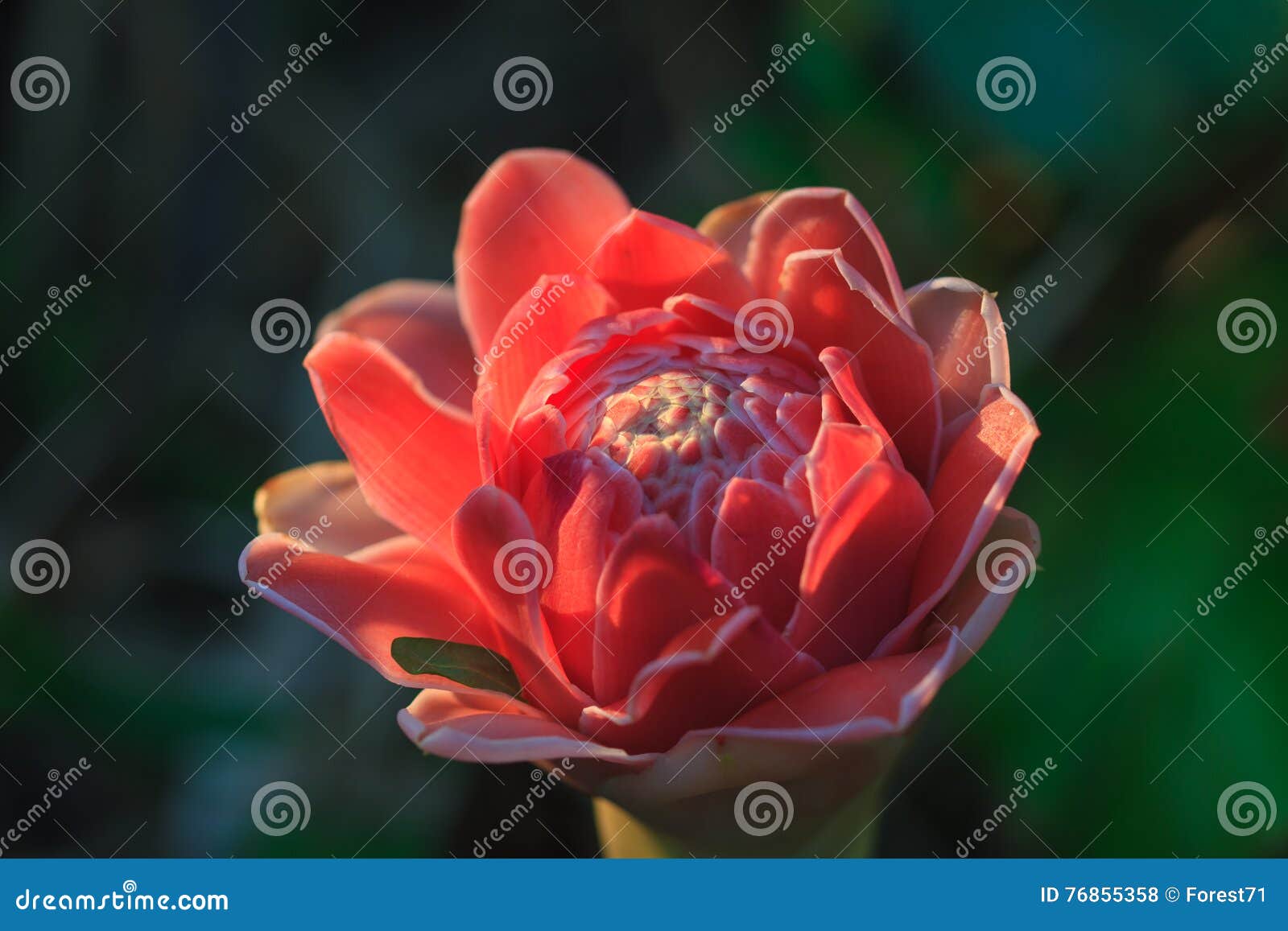 Abstract Flower with Sunray Stock Photo - Image of elatior, beautiful ...