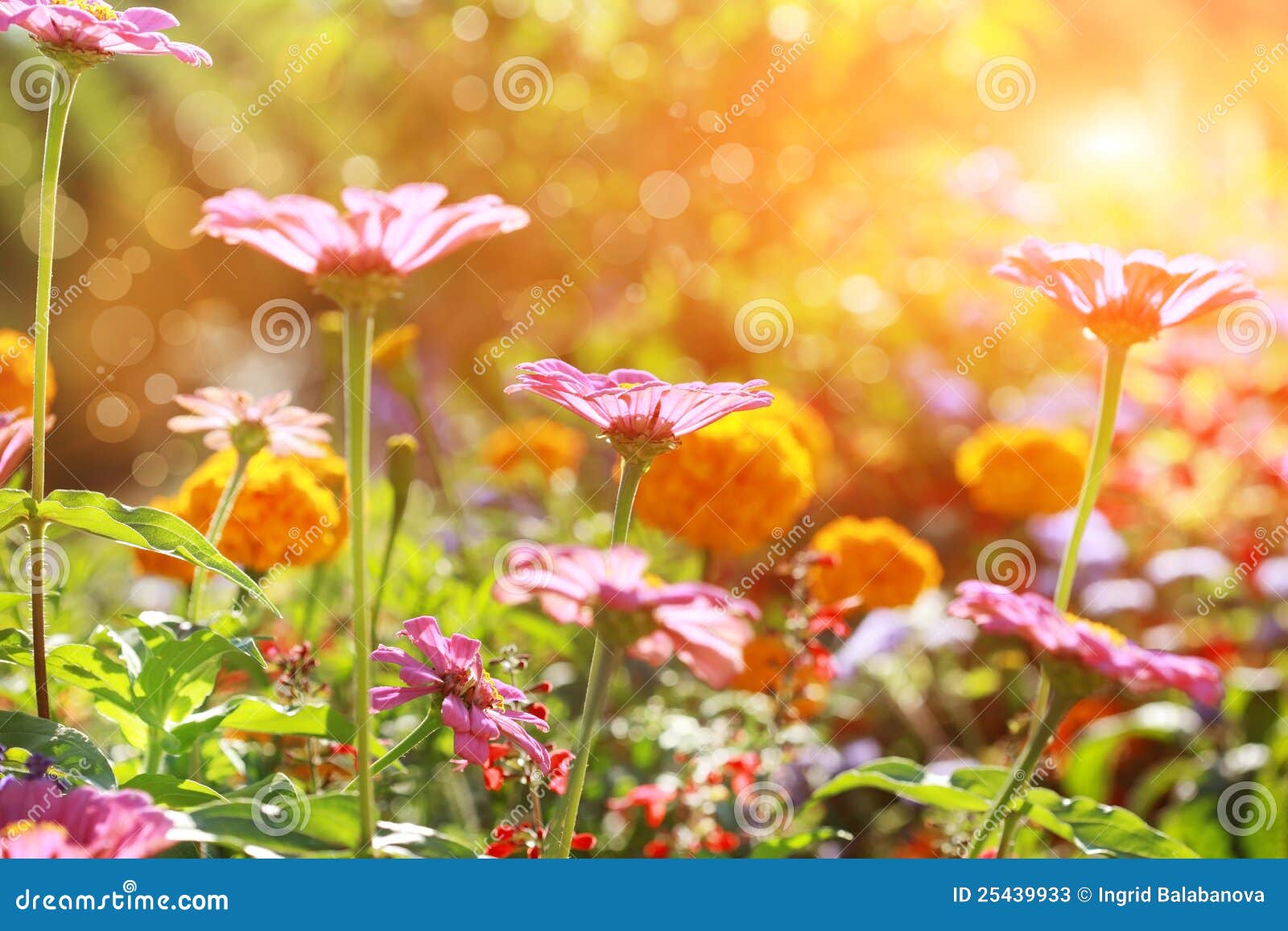 Abstract Flowerbed on Sunny Day Stock Image - Image of grass, outdoor ...
