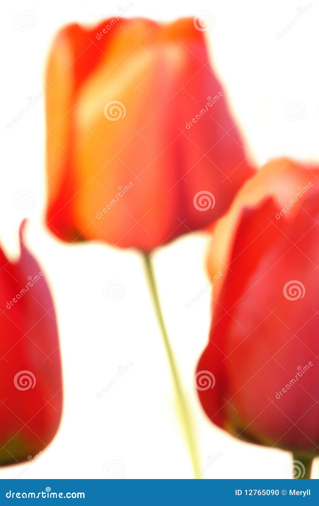 Abstract Flowers, Decorative Beauty Stock Photo - Image of floral ...