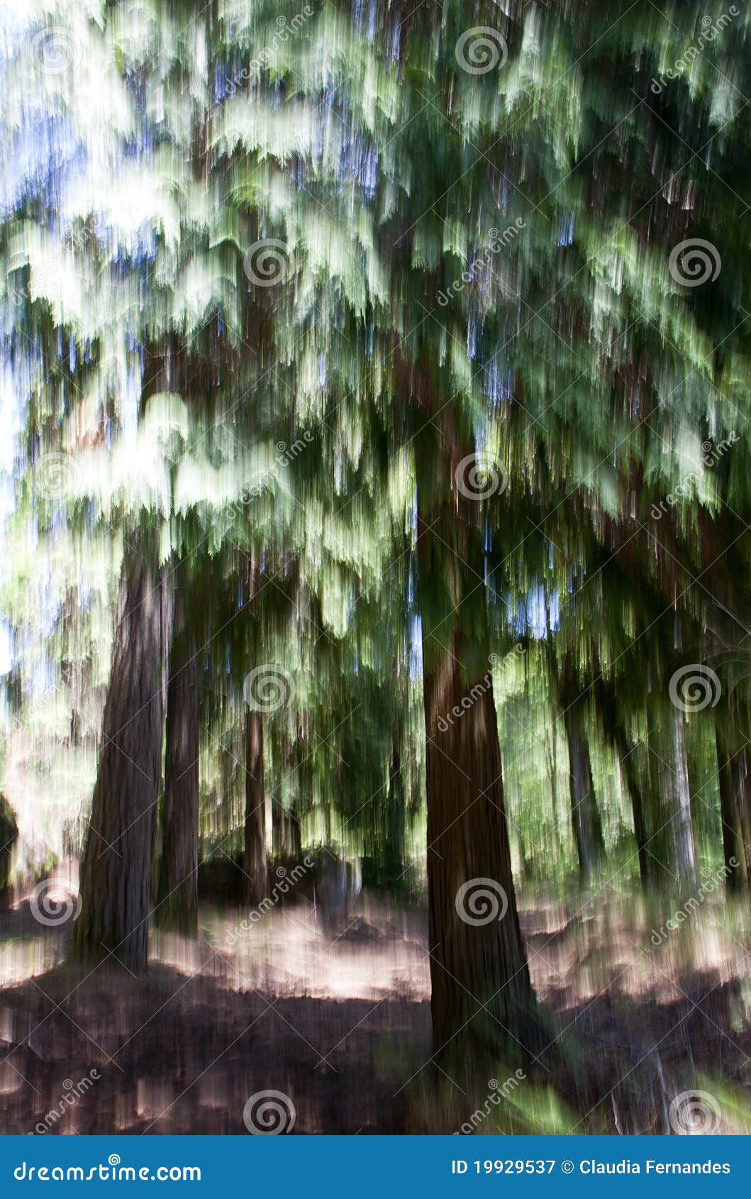 Abstract Forest stock image. Image of clean, fresh, life - 19929537