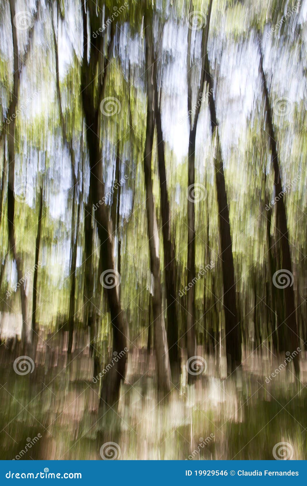 Abstract Forest stock photo. Image of bright, forest - 19929546
