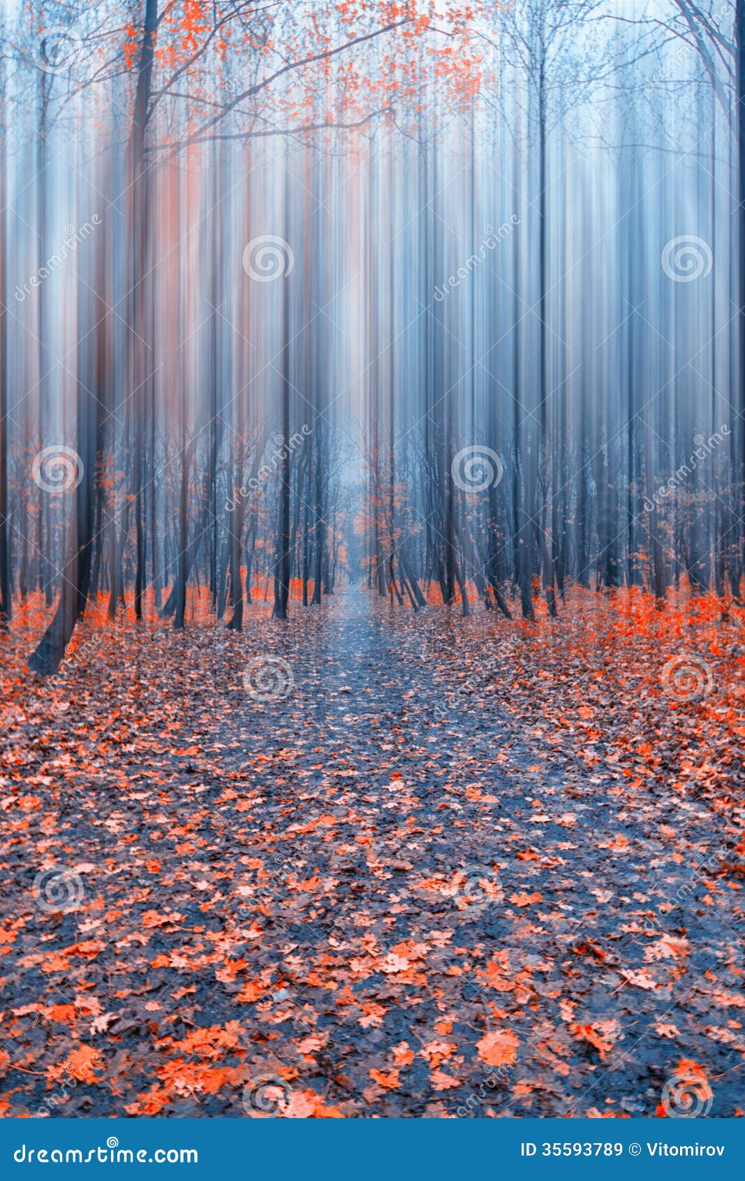 Abstract forest stock image. Image of nature, background - 35593789