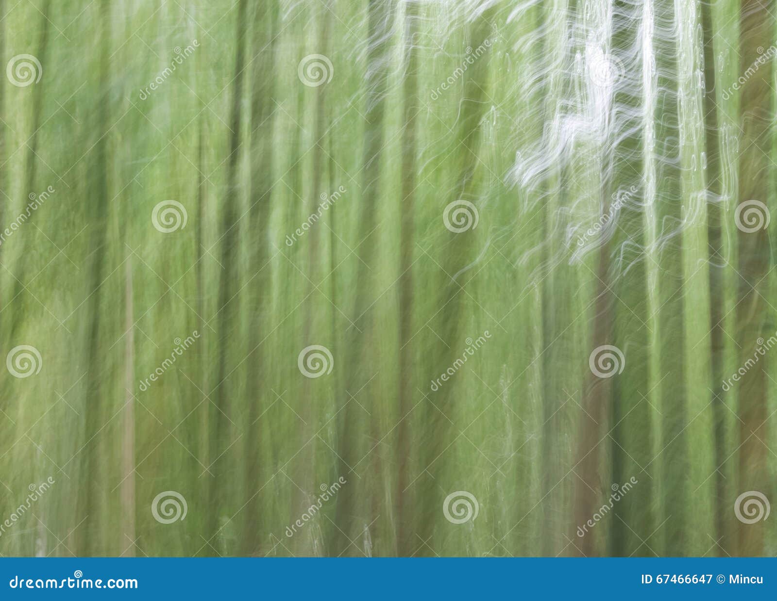 Abstract forest stock image. Image of forest, ethereal - 67466647
