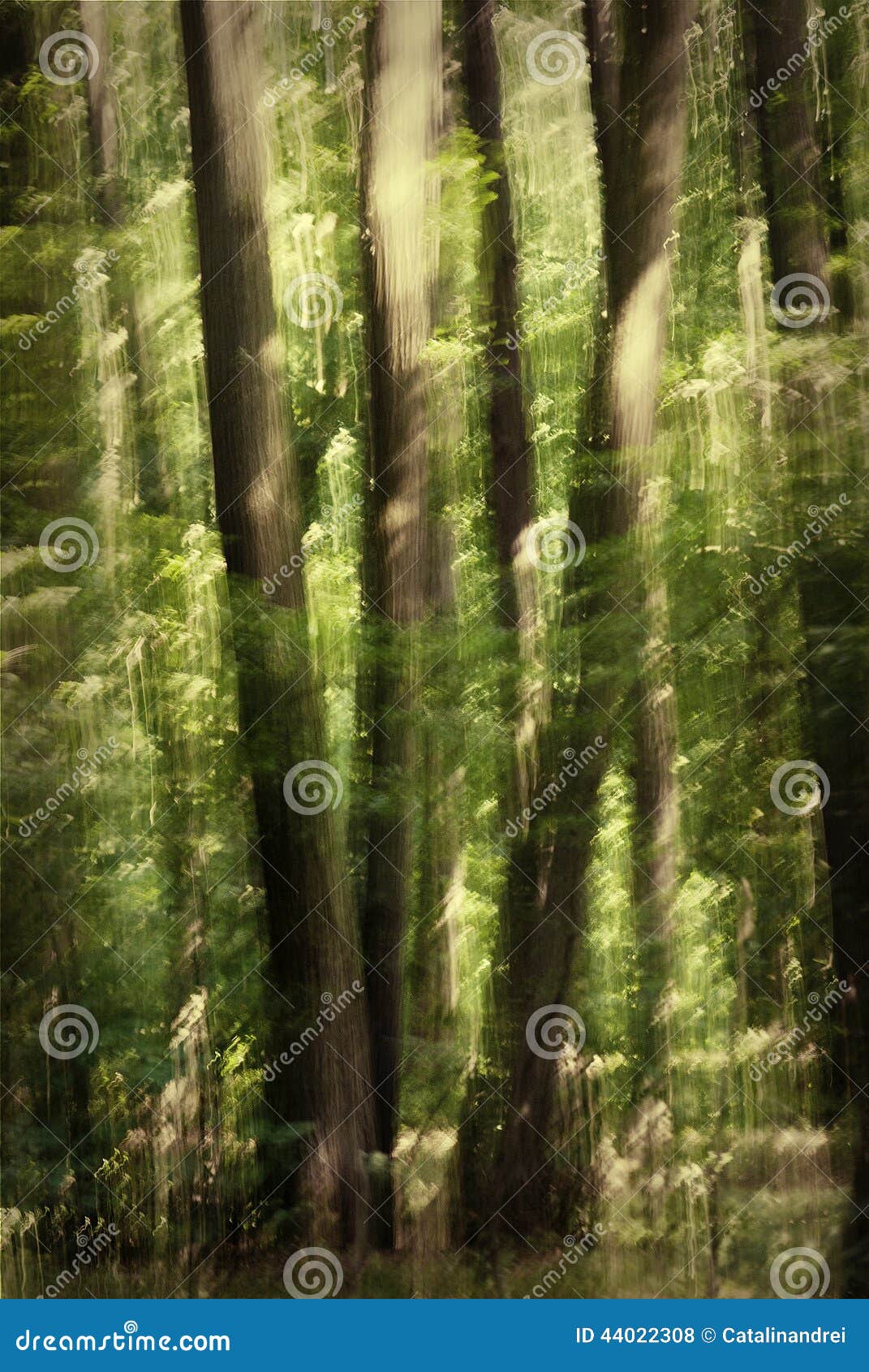 Abstract Forest stock photo. Image of dark, light, country - 44022308