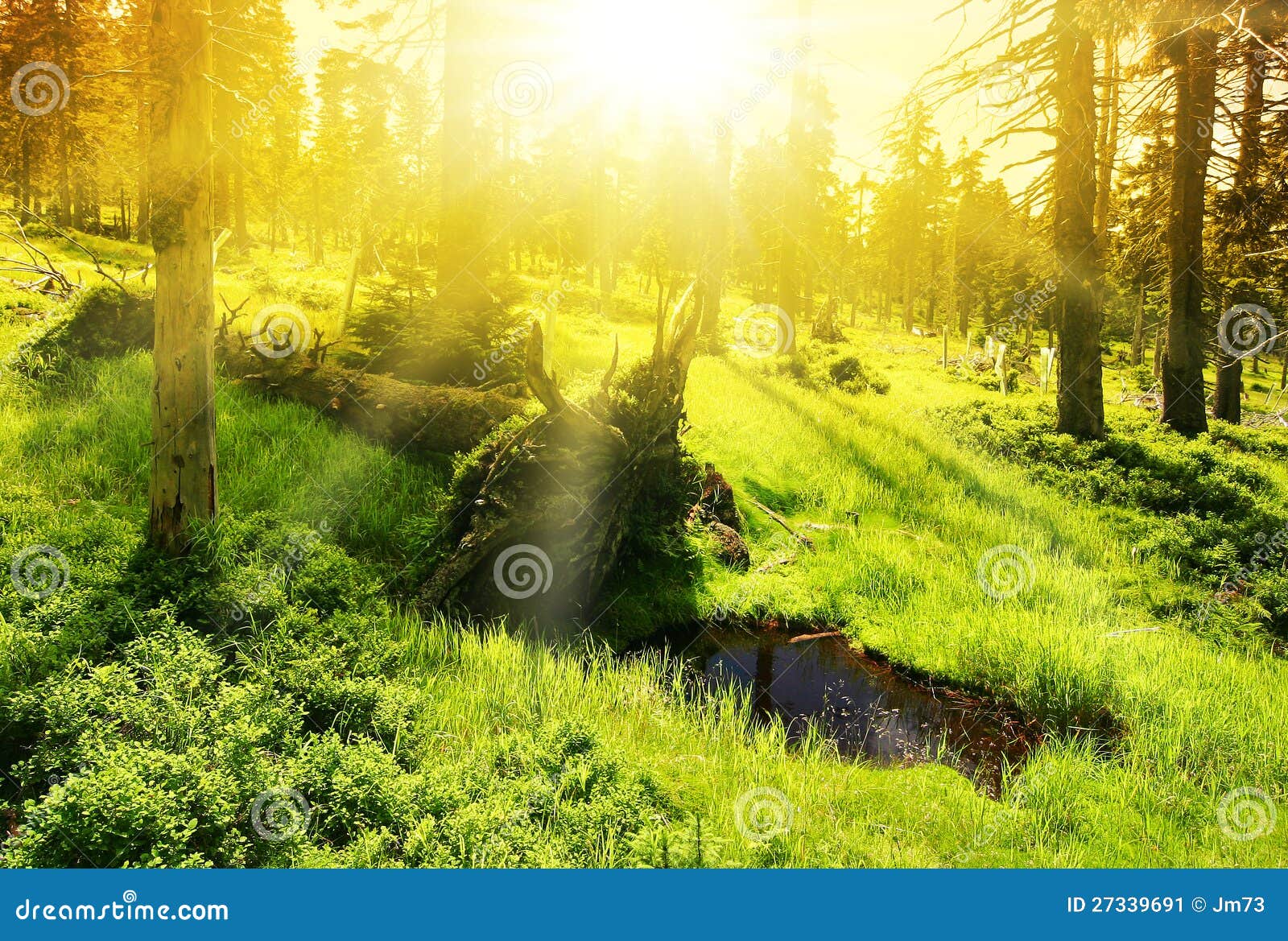 Abstract Forest Scene with Sun Stock Image - Image of pine, forest ...