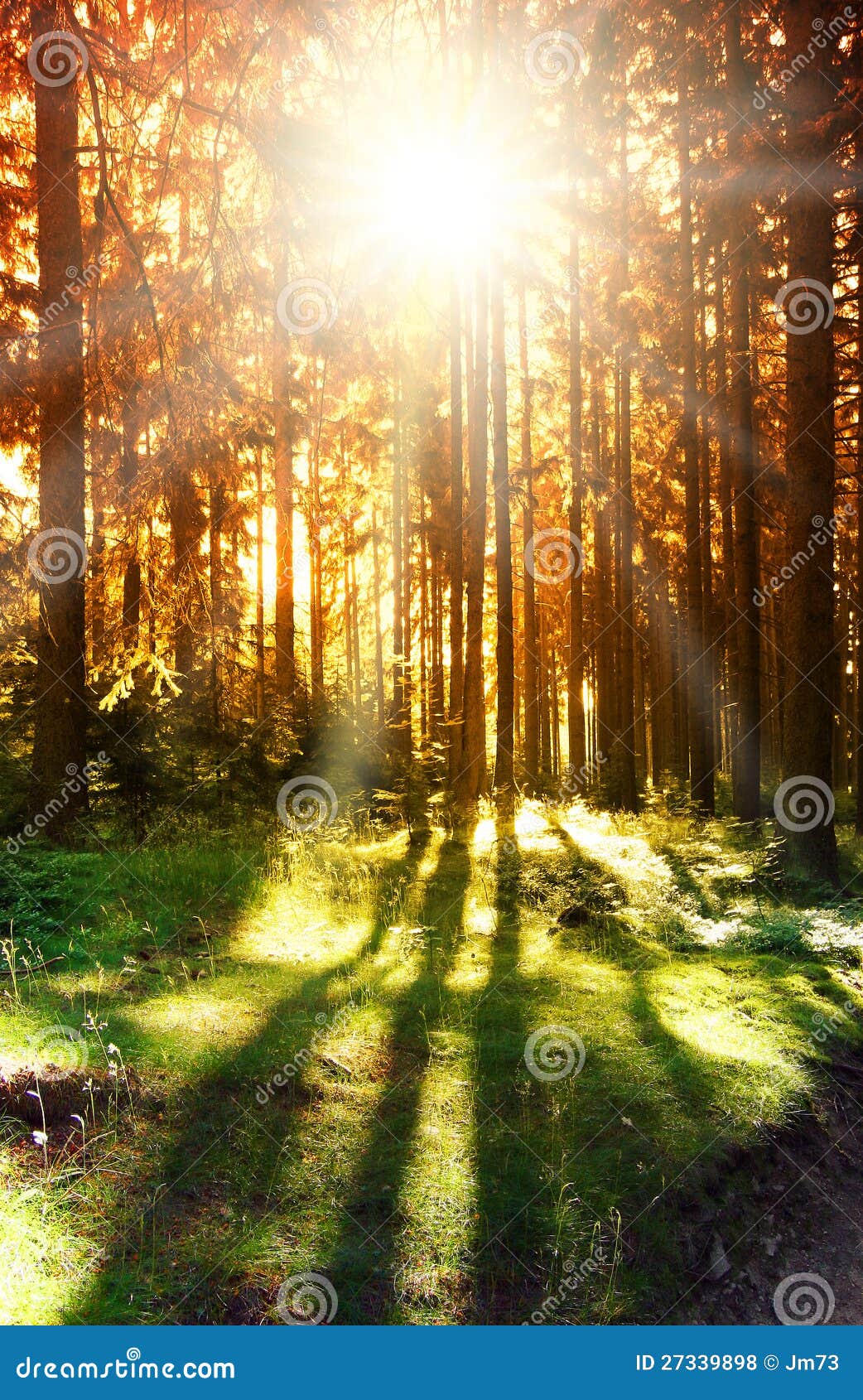 Abstract Forest Scene with Sun Stock Photo - Image of fantasy, plant ...