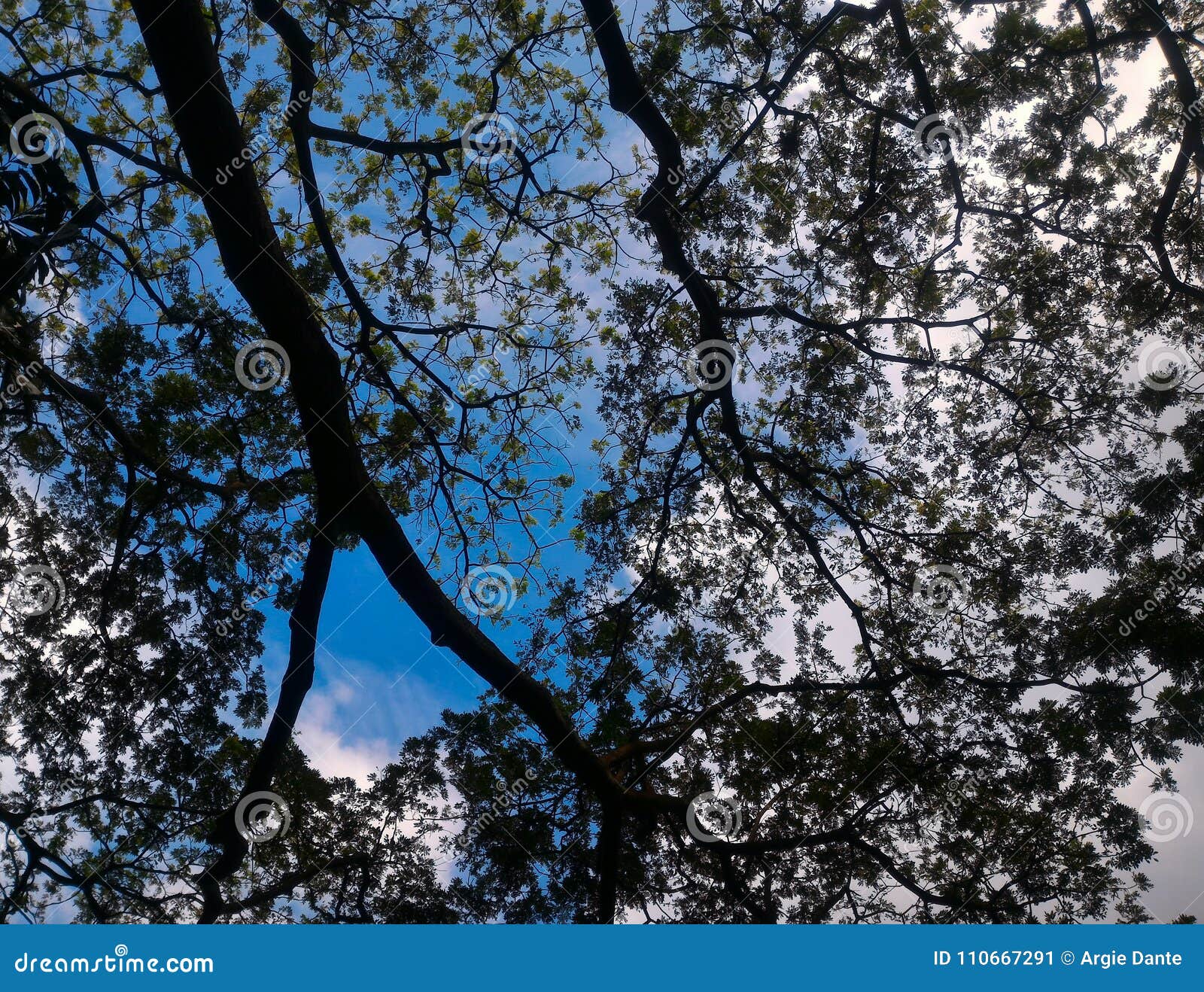 Abstract Form of Tree Branches and Leaves Stock Image - Image of view ...