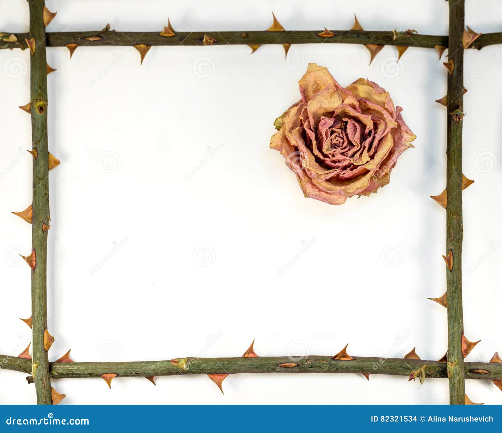 Thorn Border Stock Photography | CartoonDealer.com #85463066