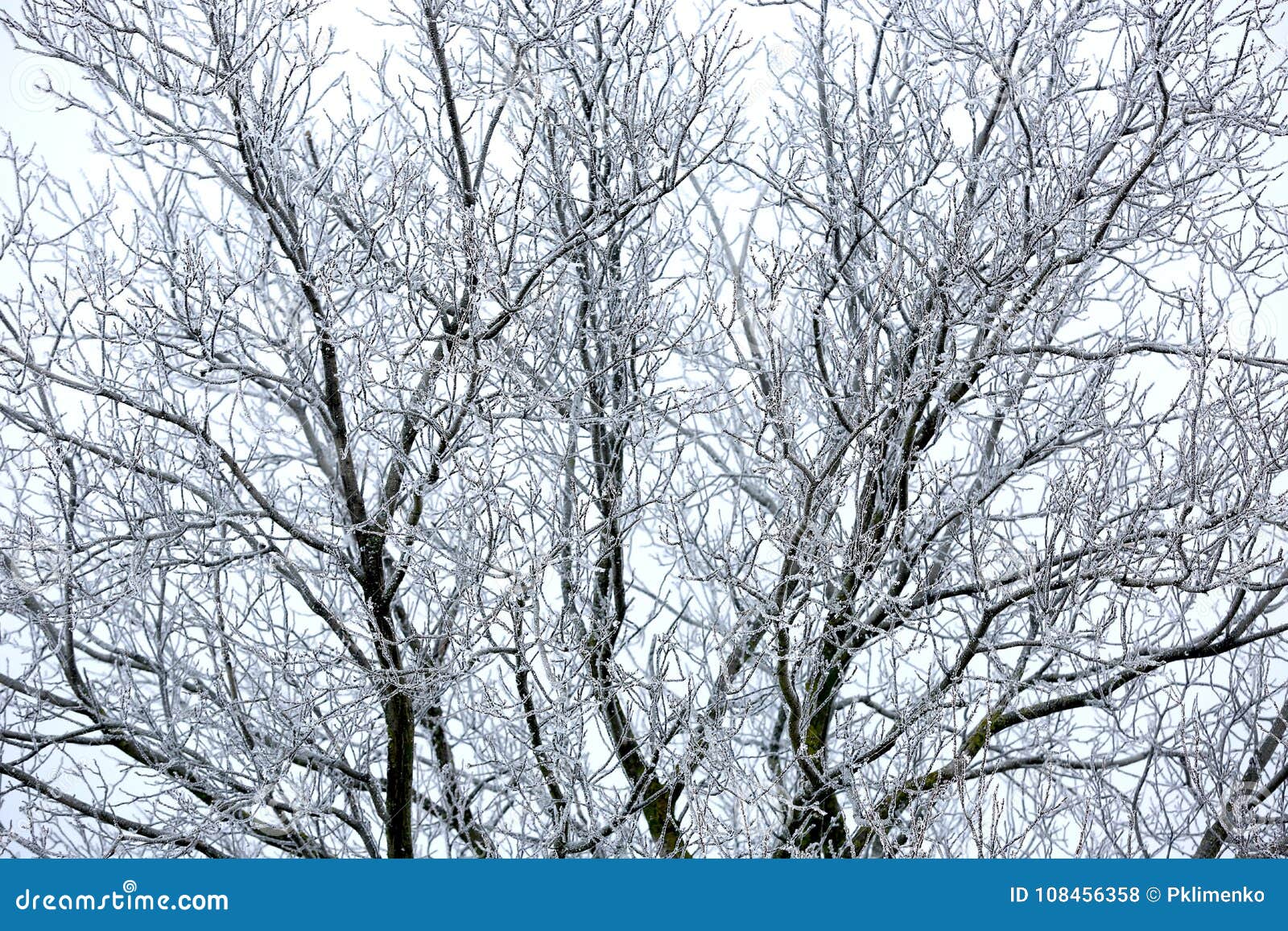 Abstract frozen tree stock photo. Image of light, blue - 108456358