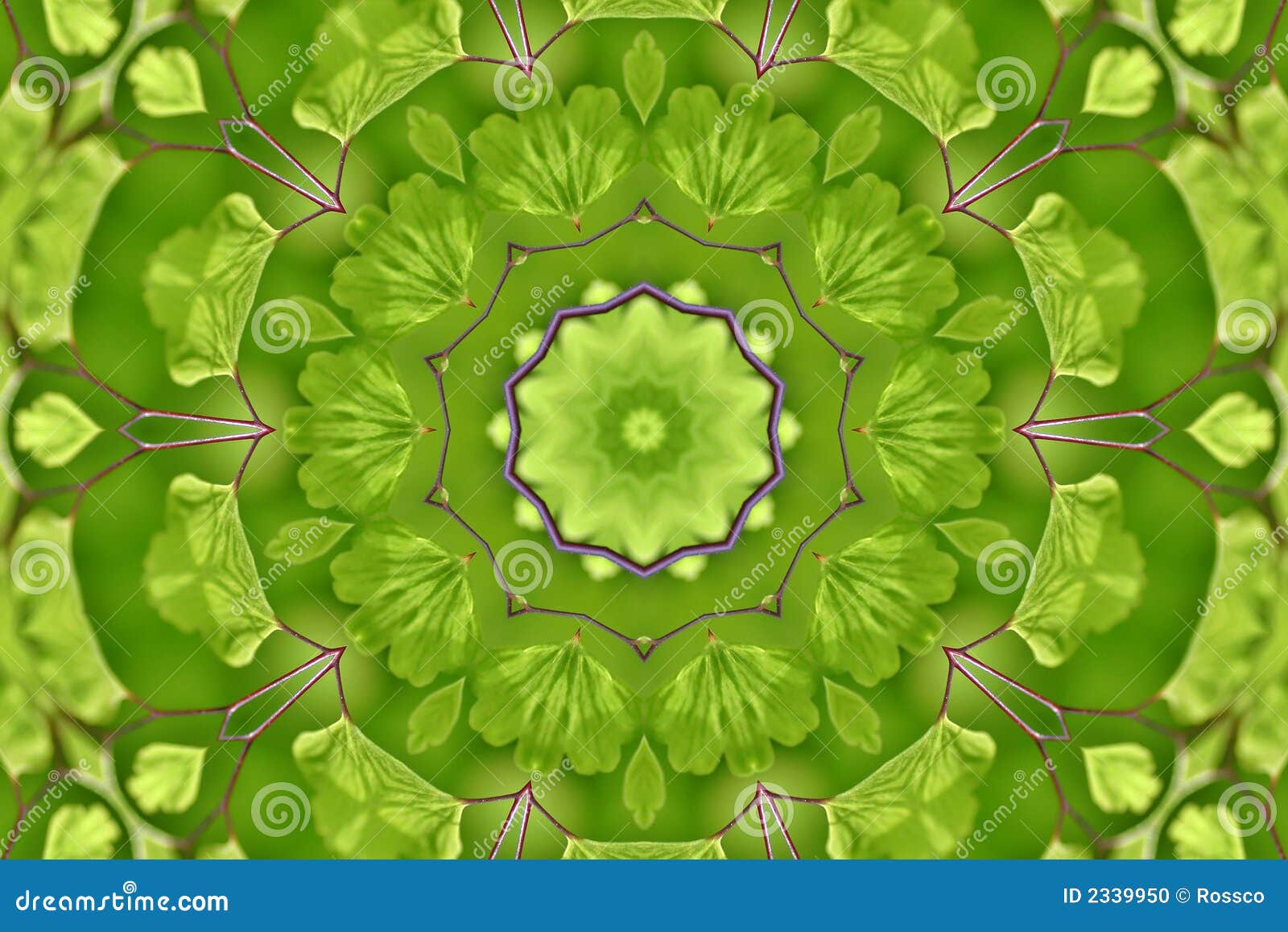 Abstract Garden Fern stock illustration. Illustration of pattern - 2339950