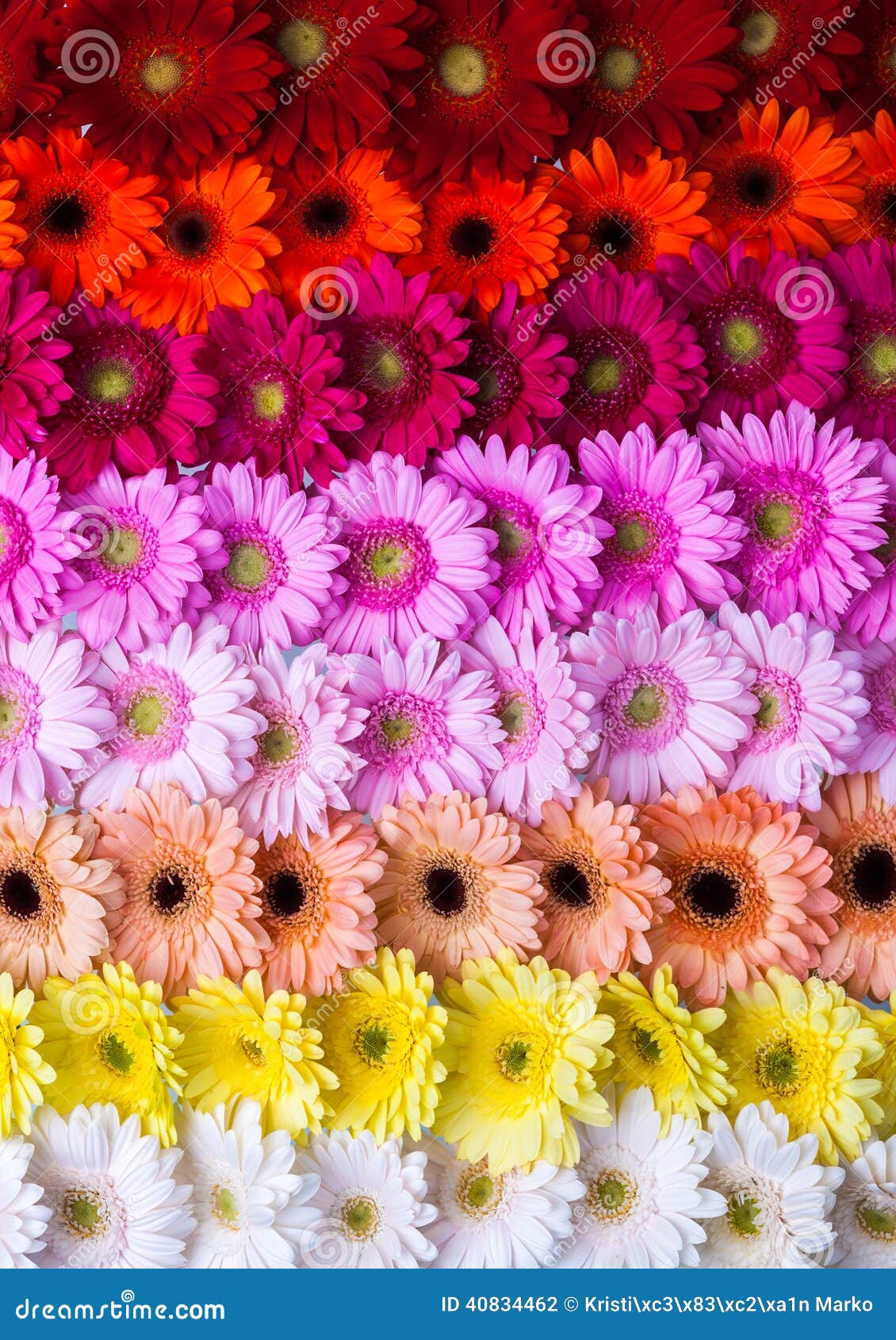 Abstract Gerbera Flower Rainbow Background Stock Photo - Image of ...