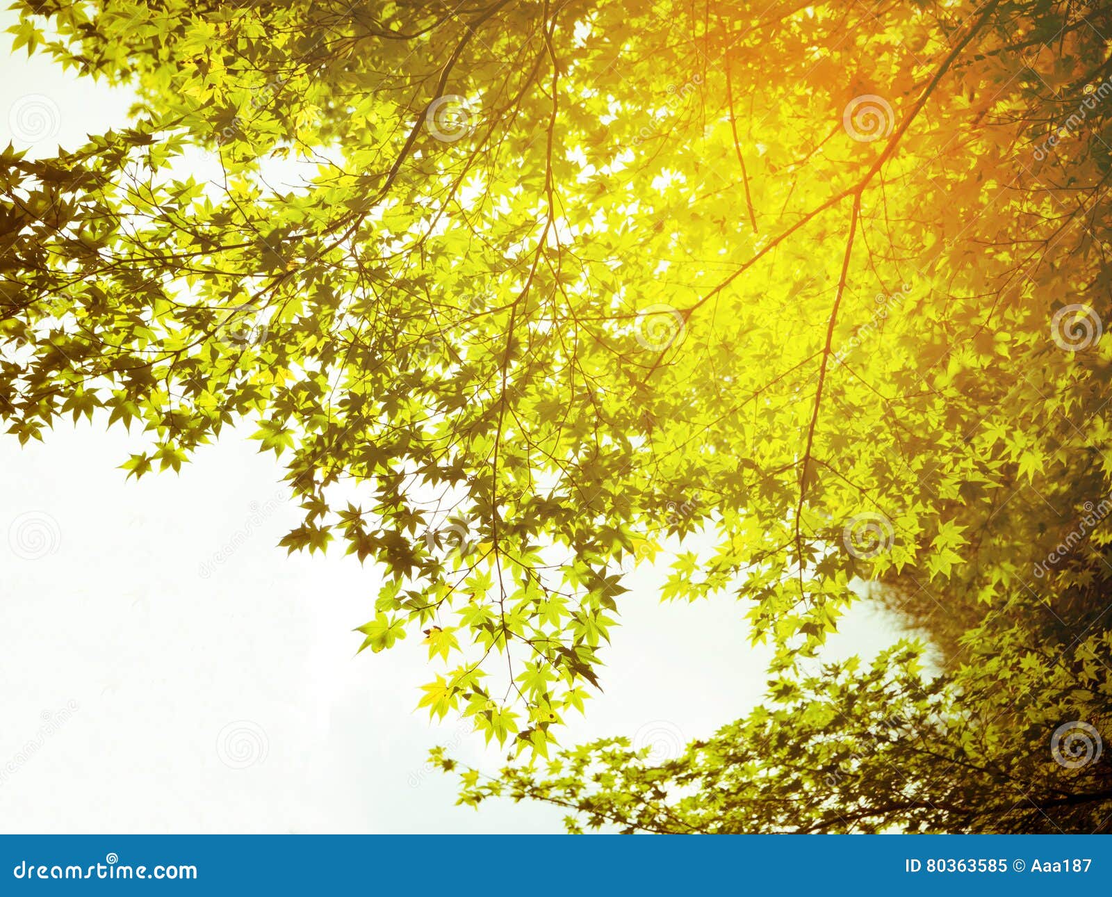 Abstract Gold Autumn Yellow Leave Stock Image - Image of concept, leaf ...