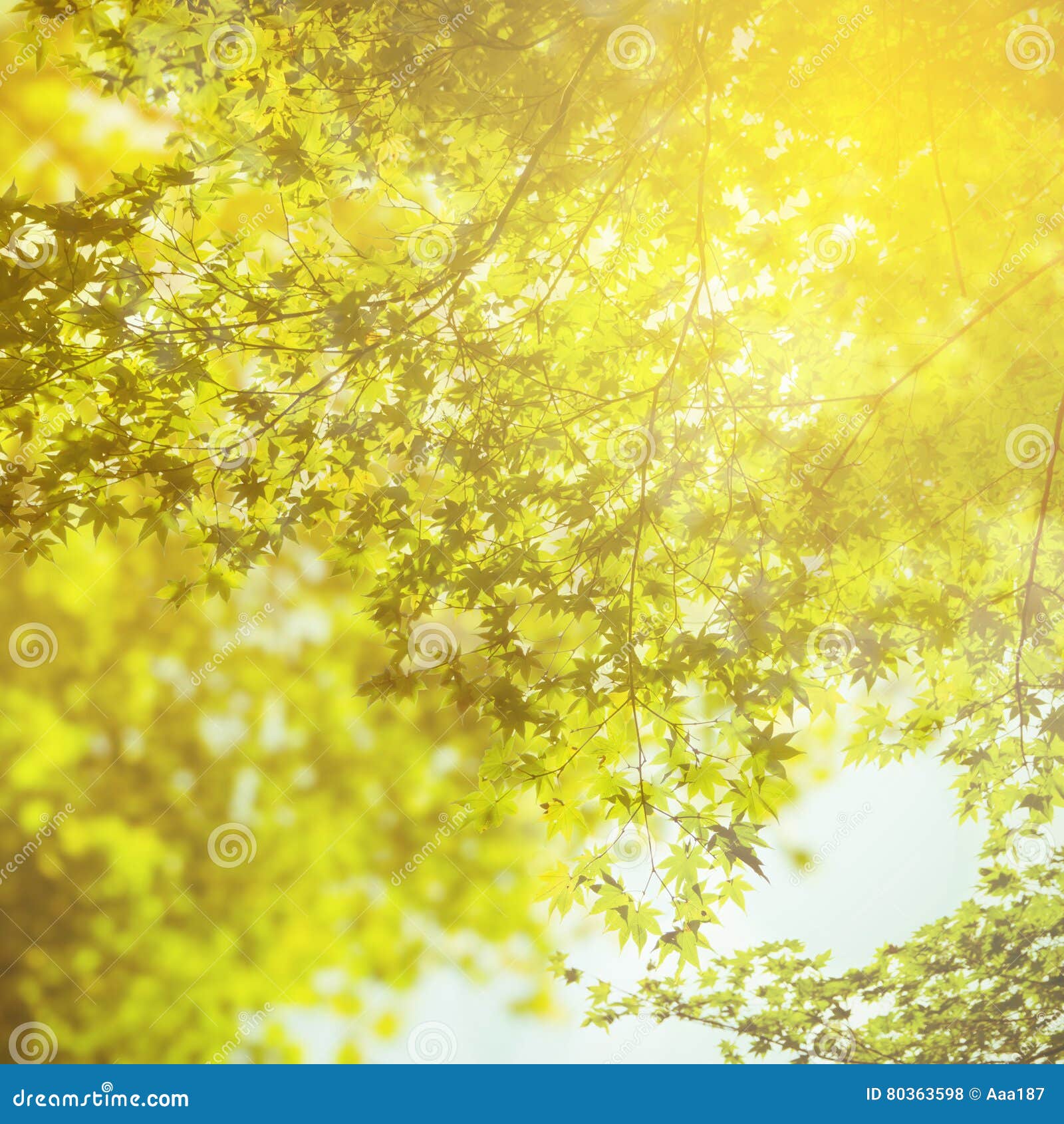 Abstract Gold Autumn Yellow Leave Stock Photo - Image of growth ...