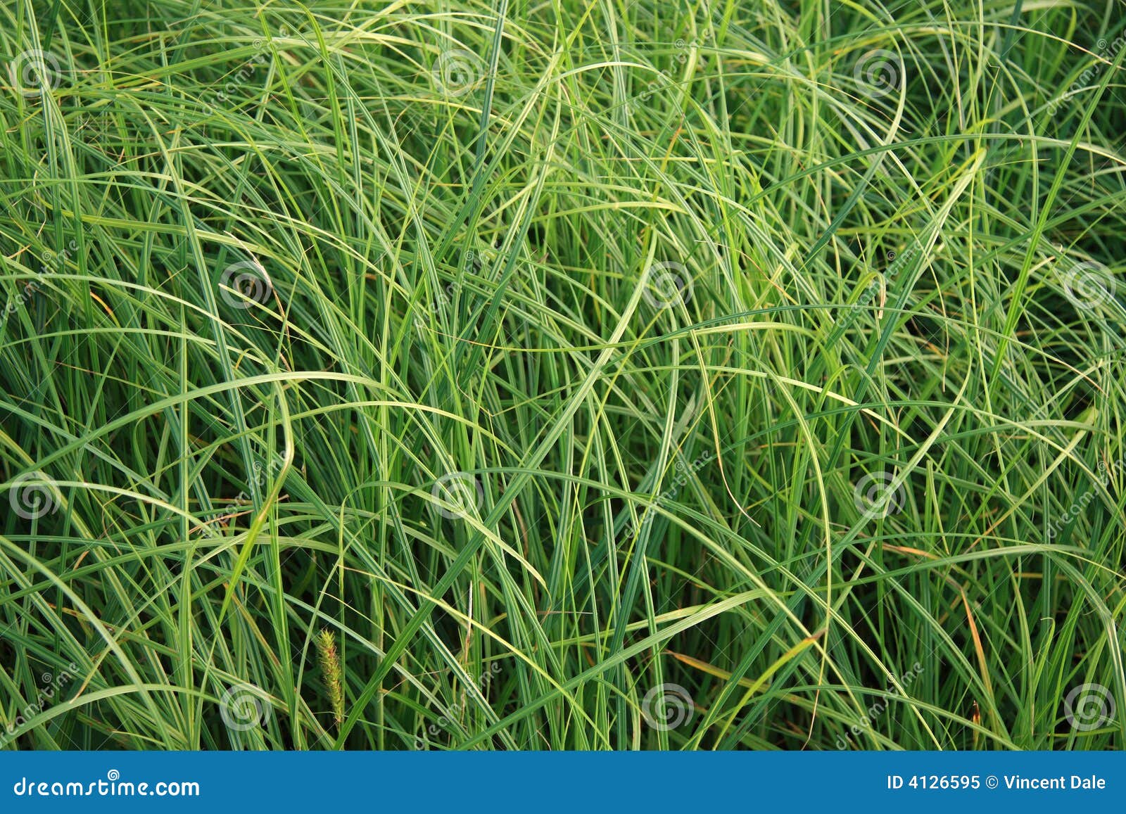 Abstract Grass stock image. Image of bent, colorful, plant - 4126595