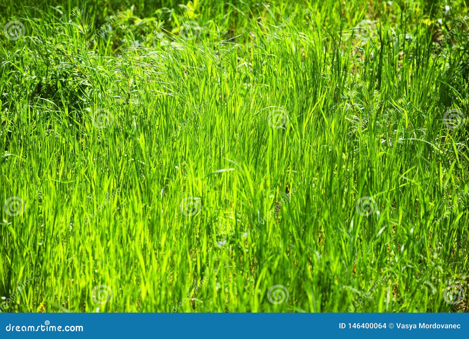 Nice green grass texture. stock photo. Image of texture - 146400064