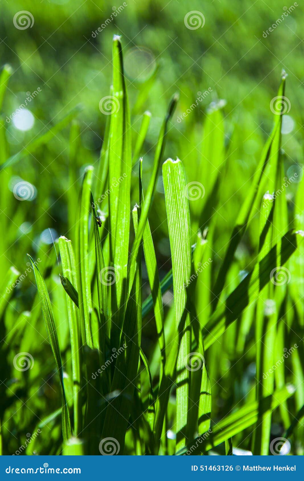 Abstract Grass blades stock photo. Image of rocks, textured - 51463126