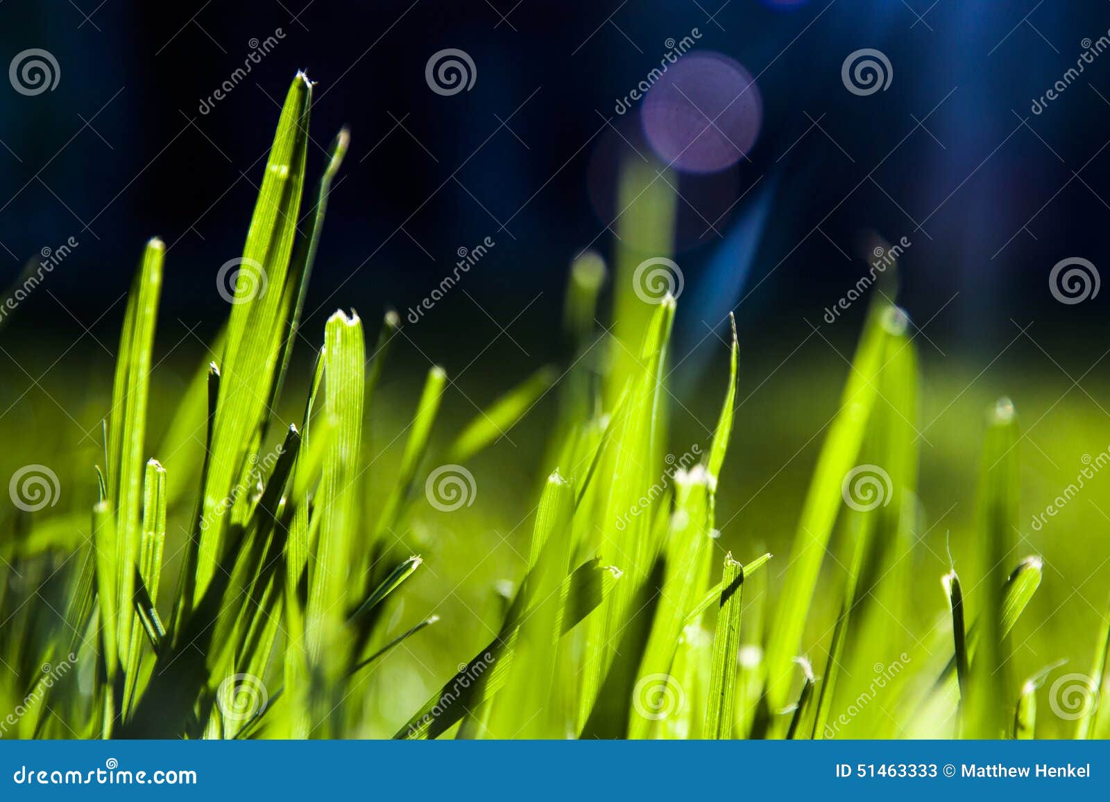 Abstract Grass blades stock image. Image of colored, colorful - 51463333