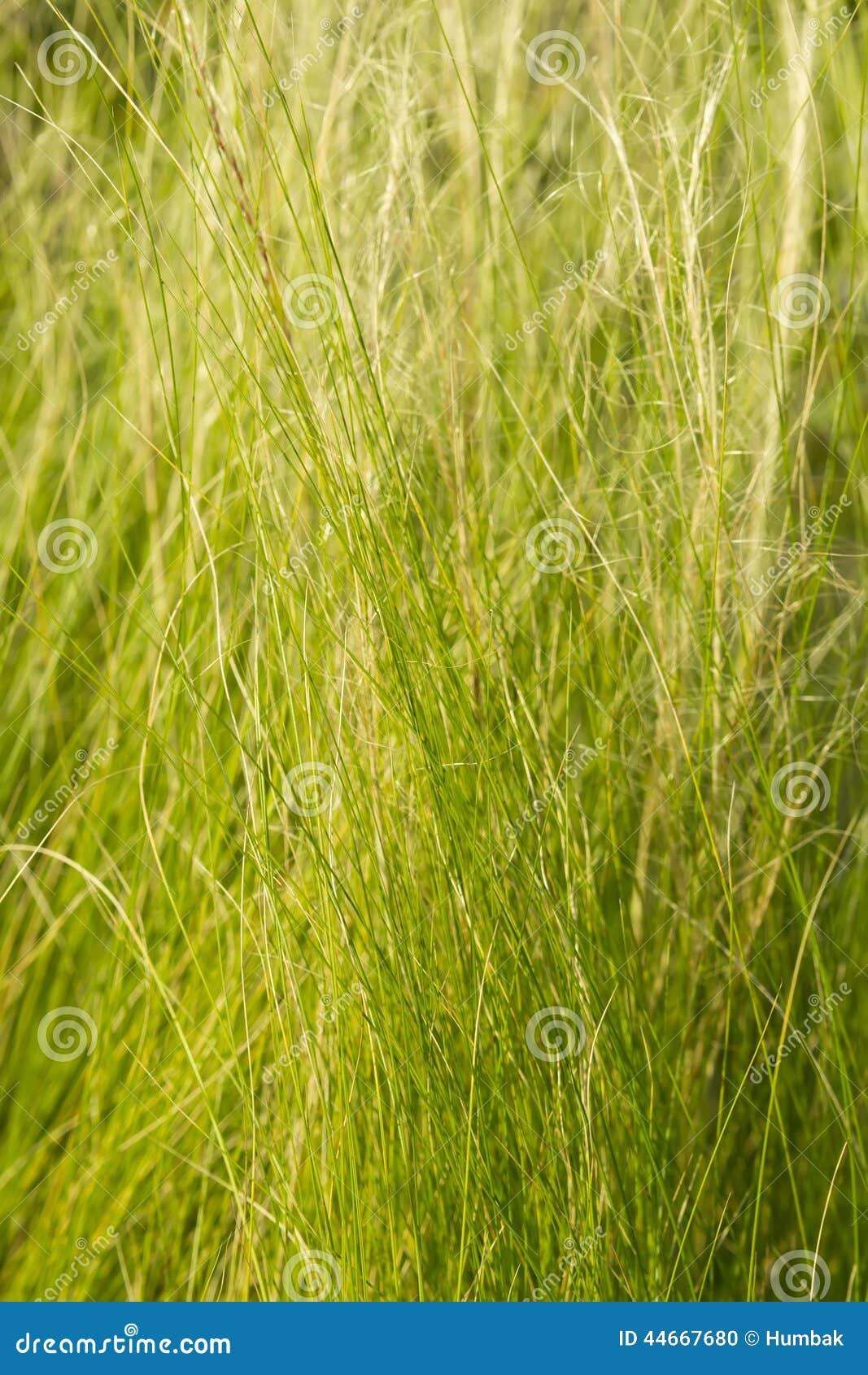 Abstract grass stock photo. Image of grass, genuine, group - 44667680
