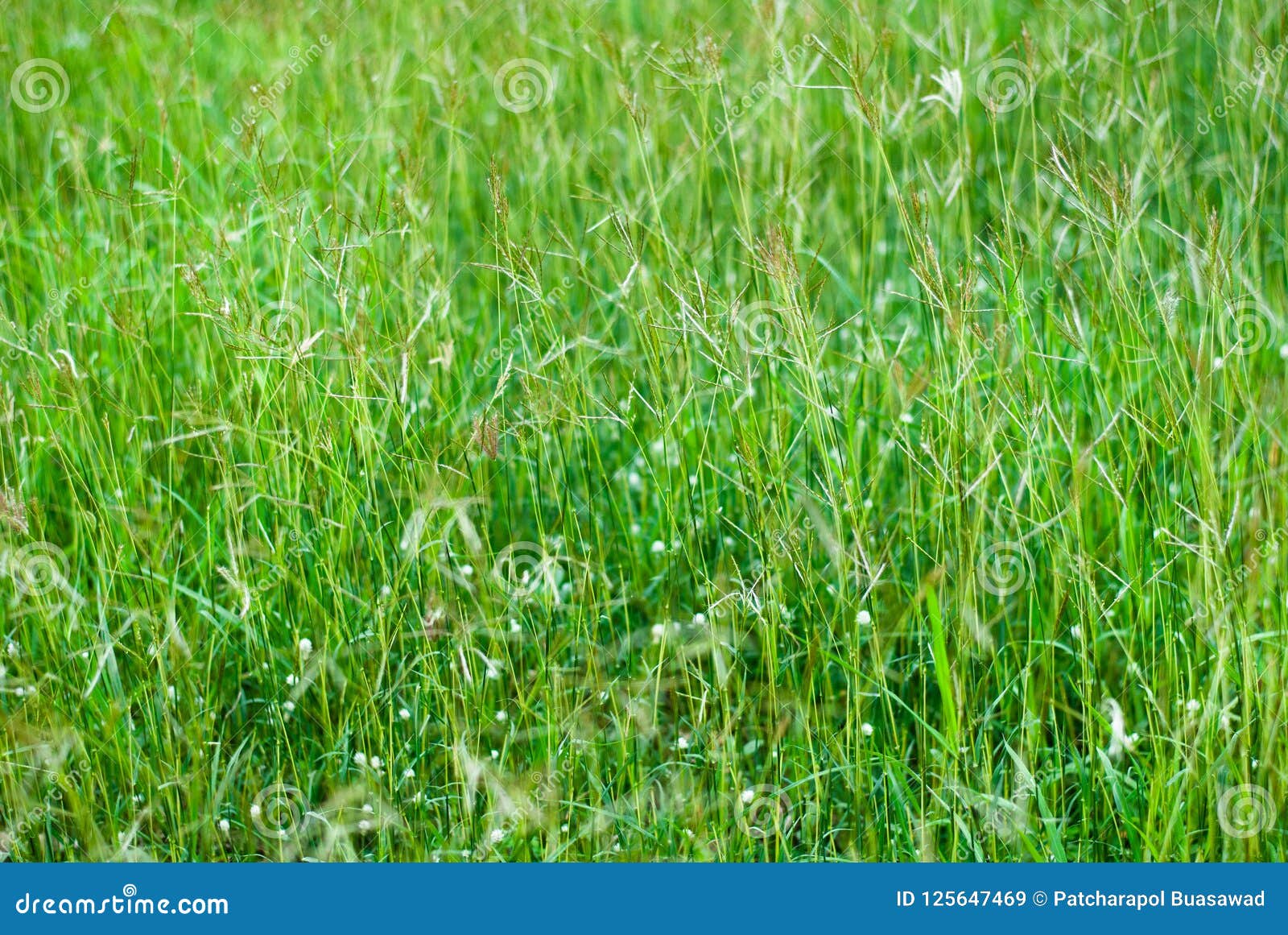 Abstract Grass Moving by Evening Wind Background, Relaxing and S Stock ...
