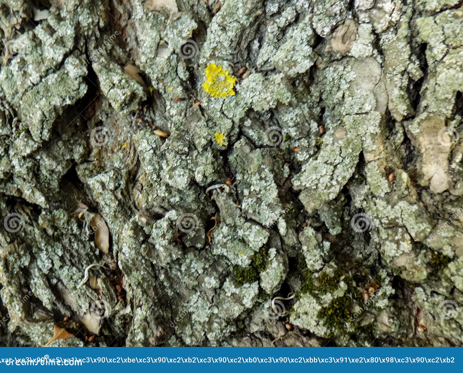 Abstract Gray Bark Texture Background Stock Photo - Image of undefined ...