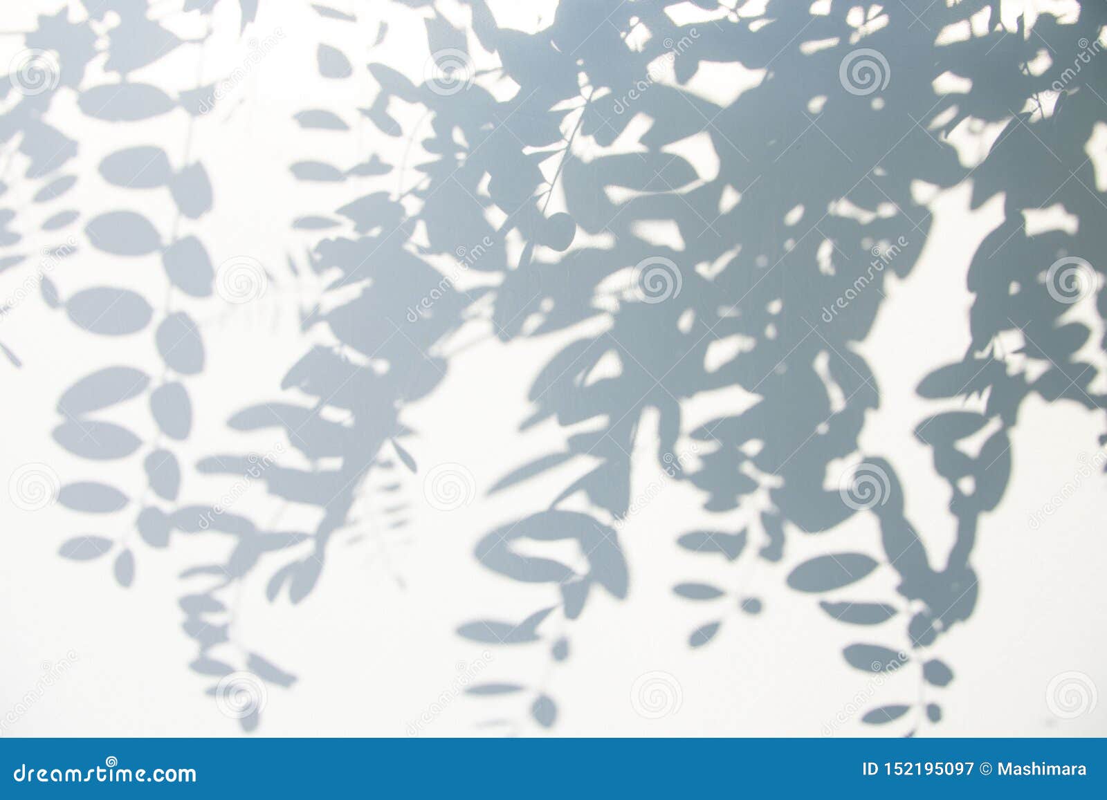 Abstract Gray Shadow Background of Natural Leaves on White Texture for ...