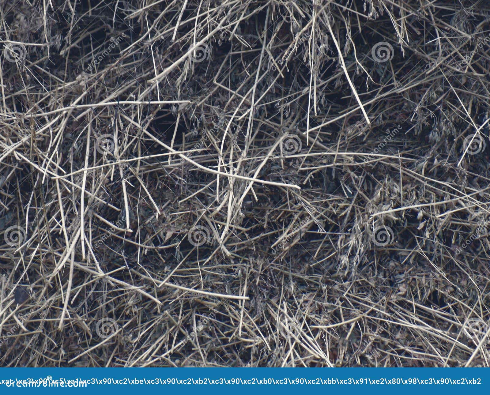 Abstract Gray Straw Texture Background Stock Photo - Image of plant ...