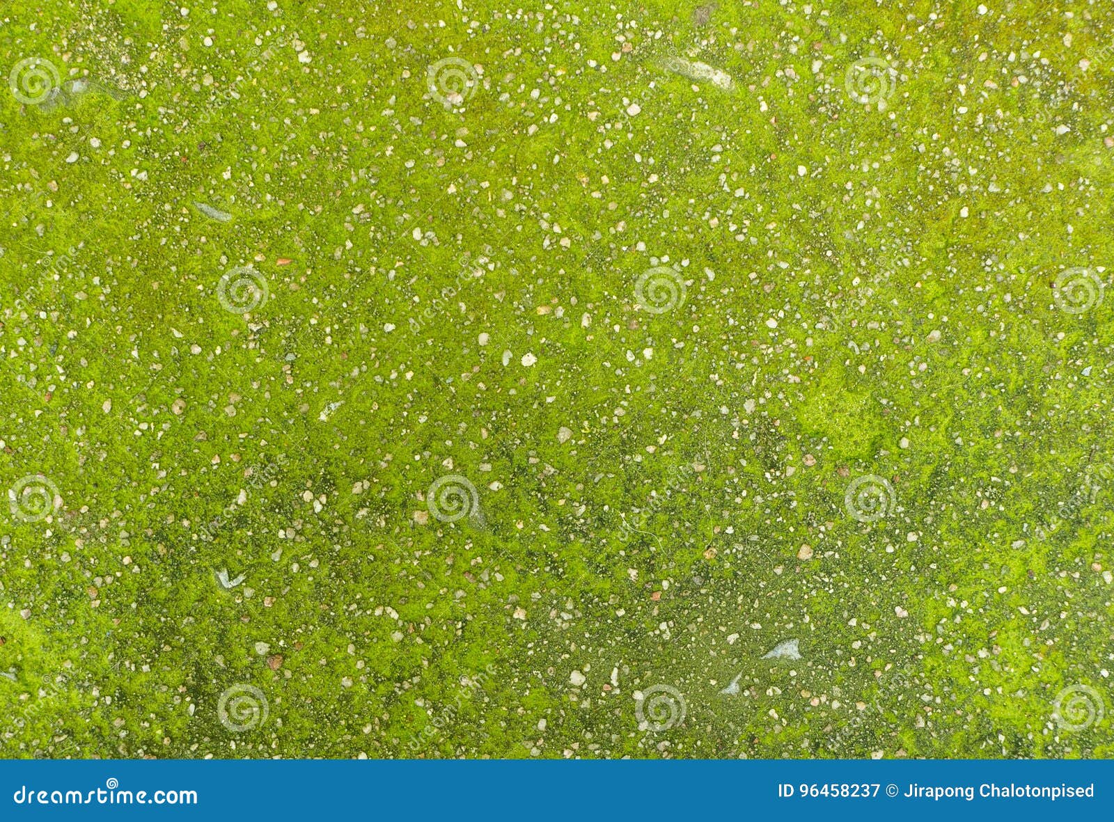 Abstract Green Algae on the Wall Texture, Good for Background Stock ...