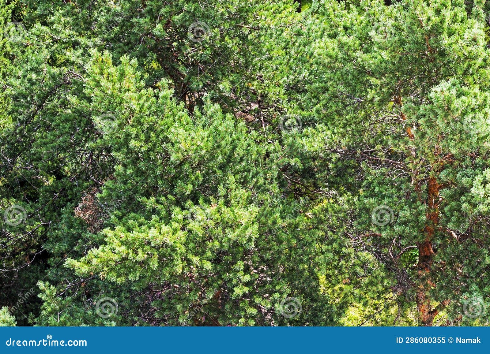 Abstract Green Background from Huge Tops of Green Pine Trees from Above ...