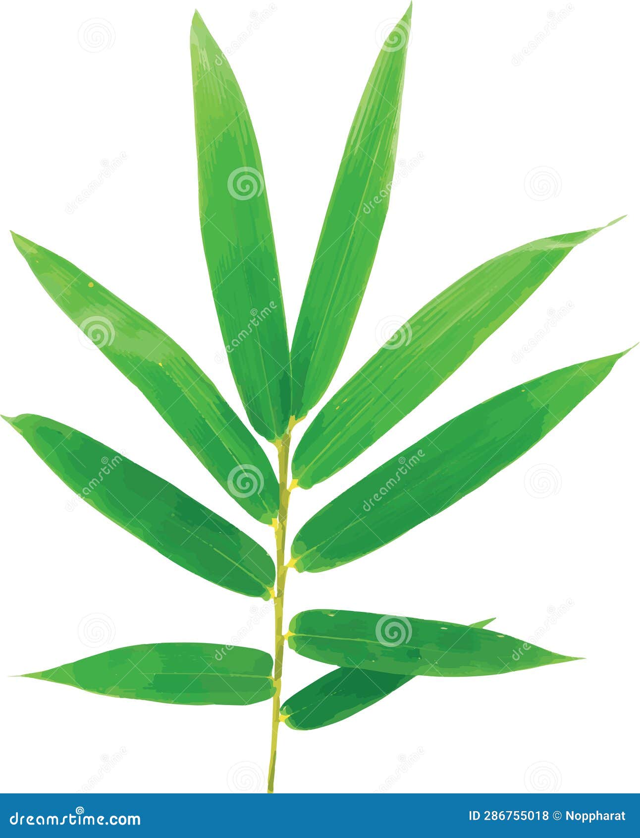 Abstract of Green Bamboo Leaves on a White Background Stock ...