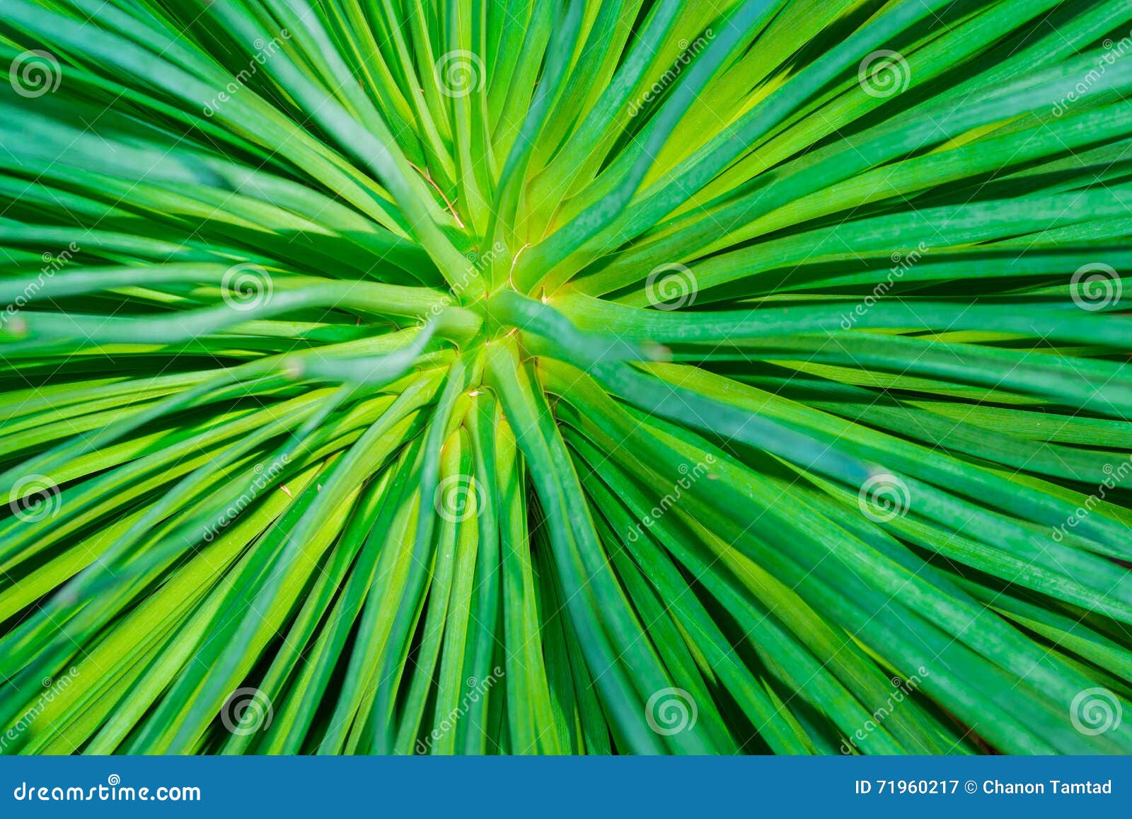 Abstract Green Branch of Bush Plant Texture. Stock Image - Image of ...